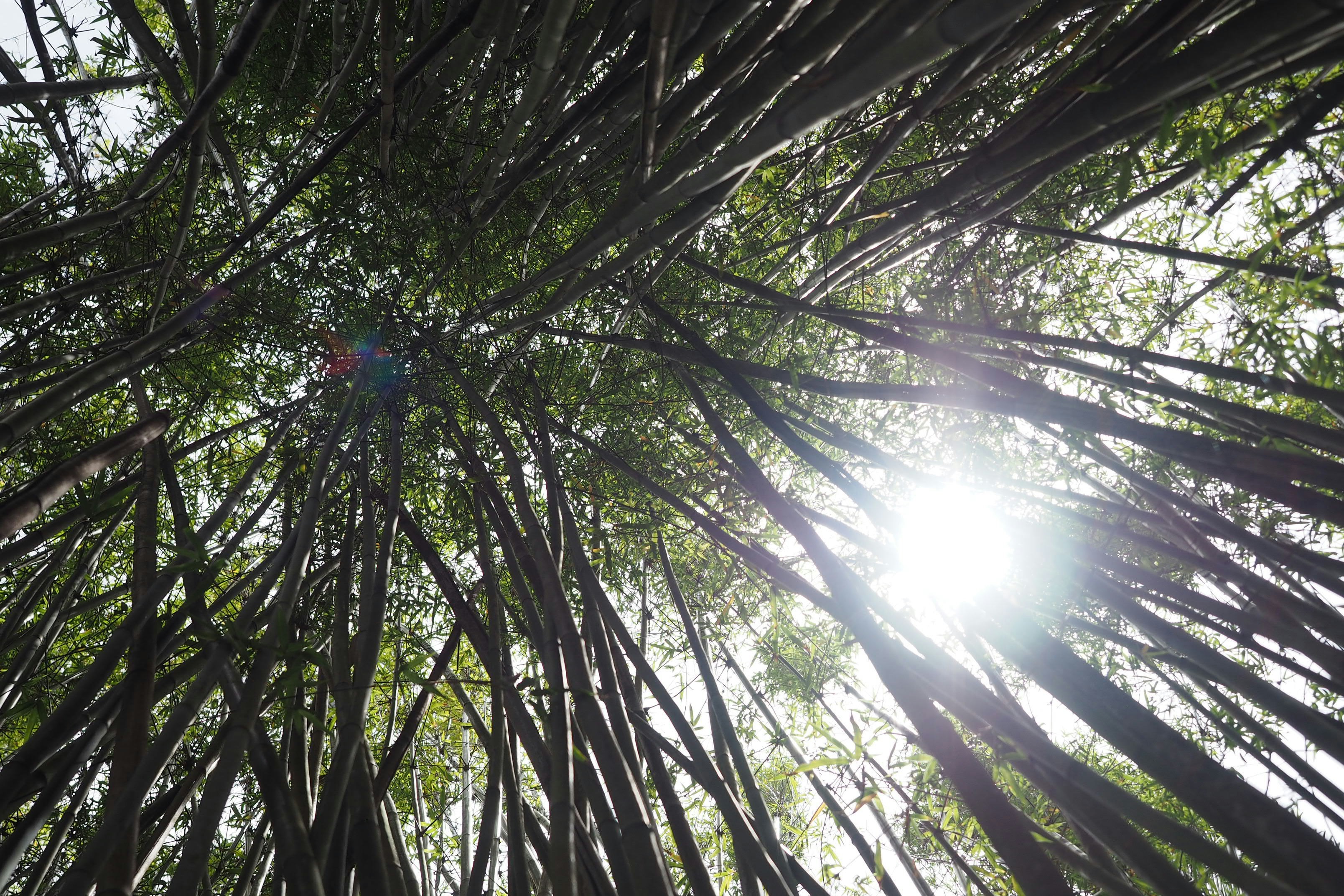 Photo by Shino Nakamura with Olympus OM-D E-M10