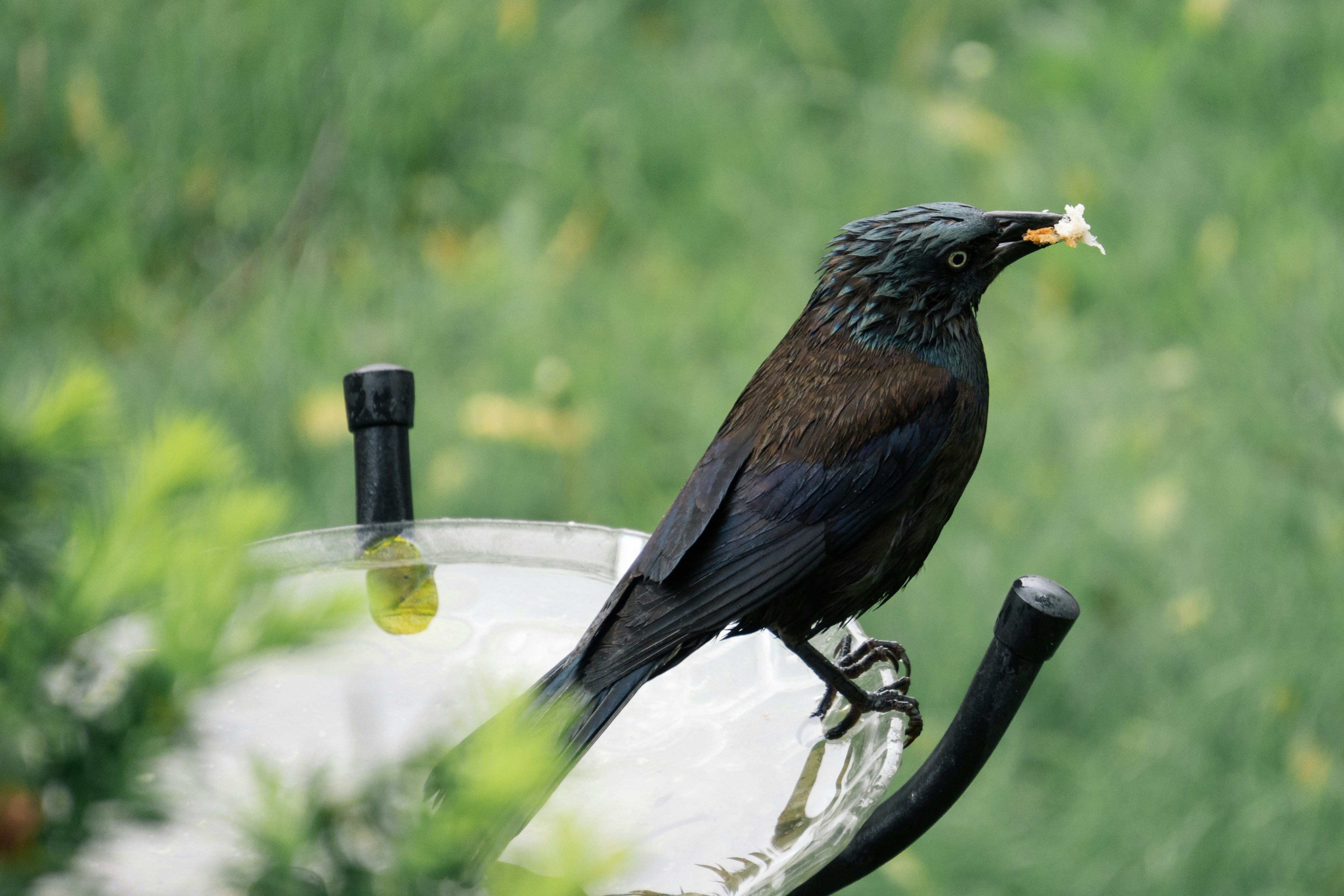 A Moment of Reflection: The Feathered Gourmet