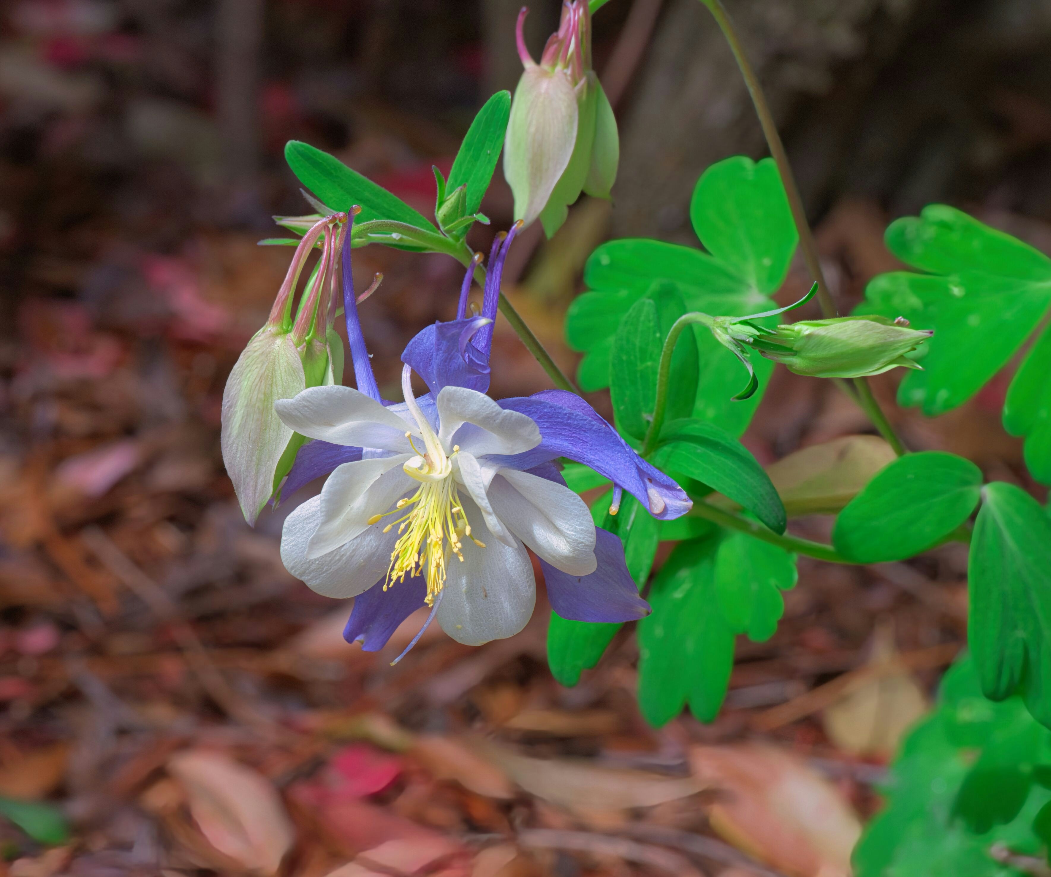 Best Flower Blooming Pictures [HD] | Download Free Images on Unsplash