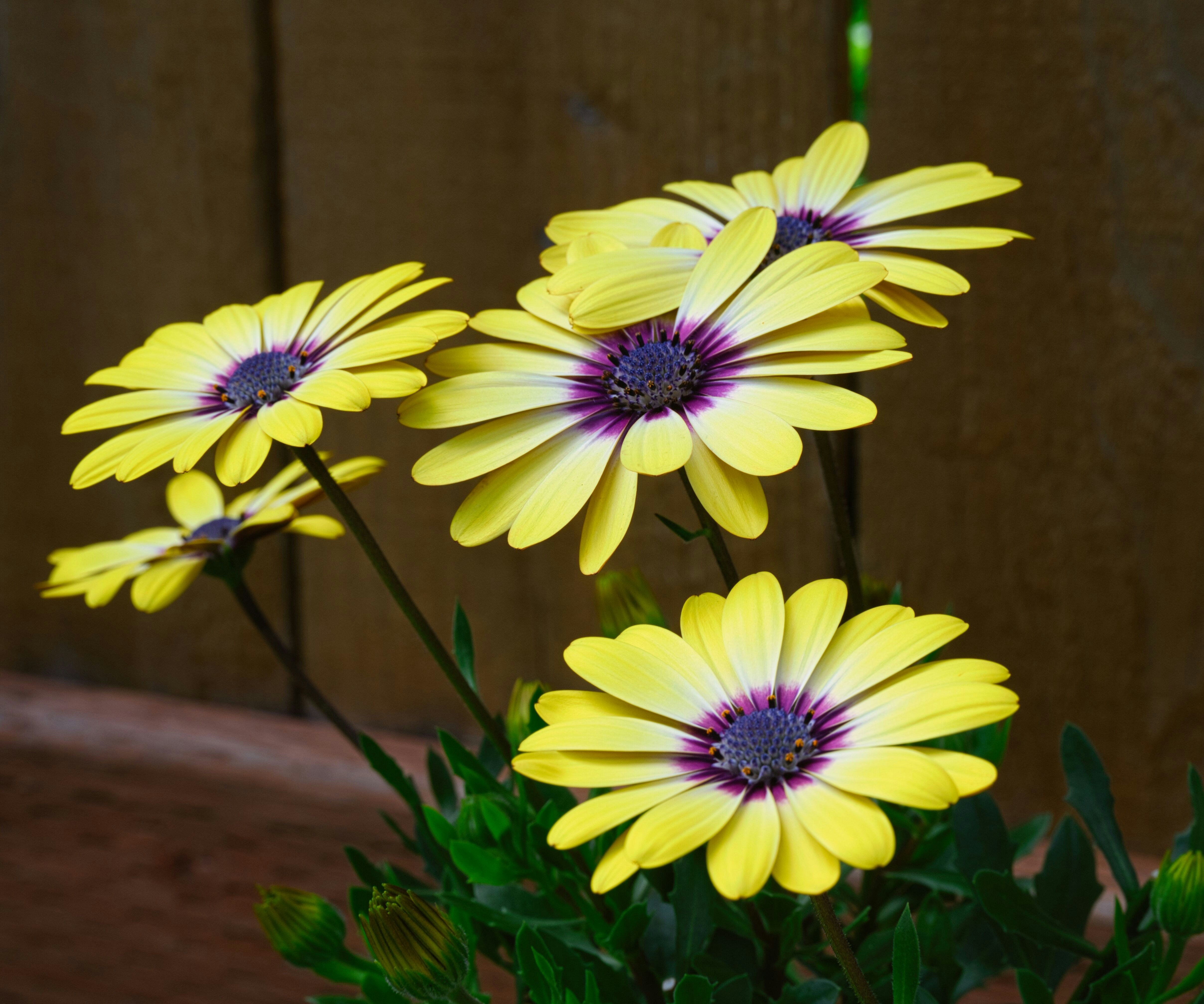 Golden Osteospermum Quartet on a Weathered Fence