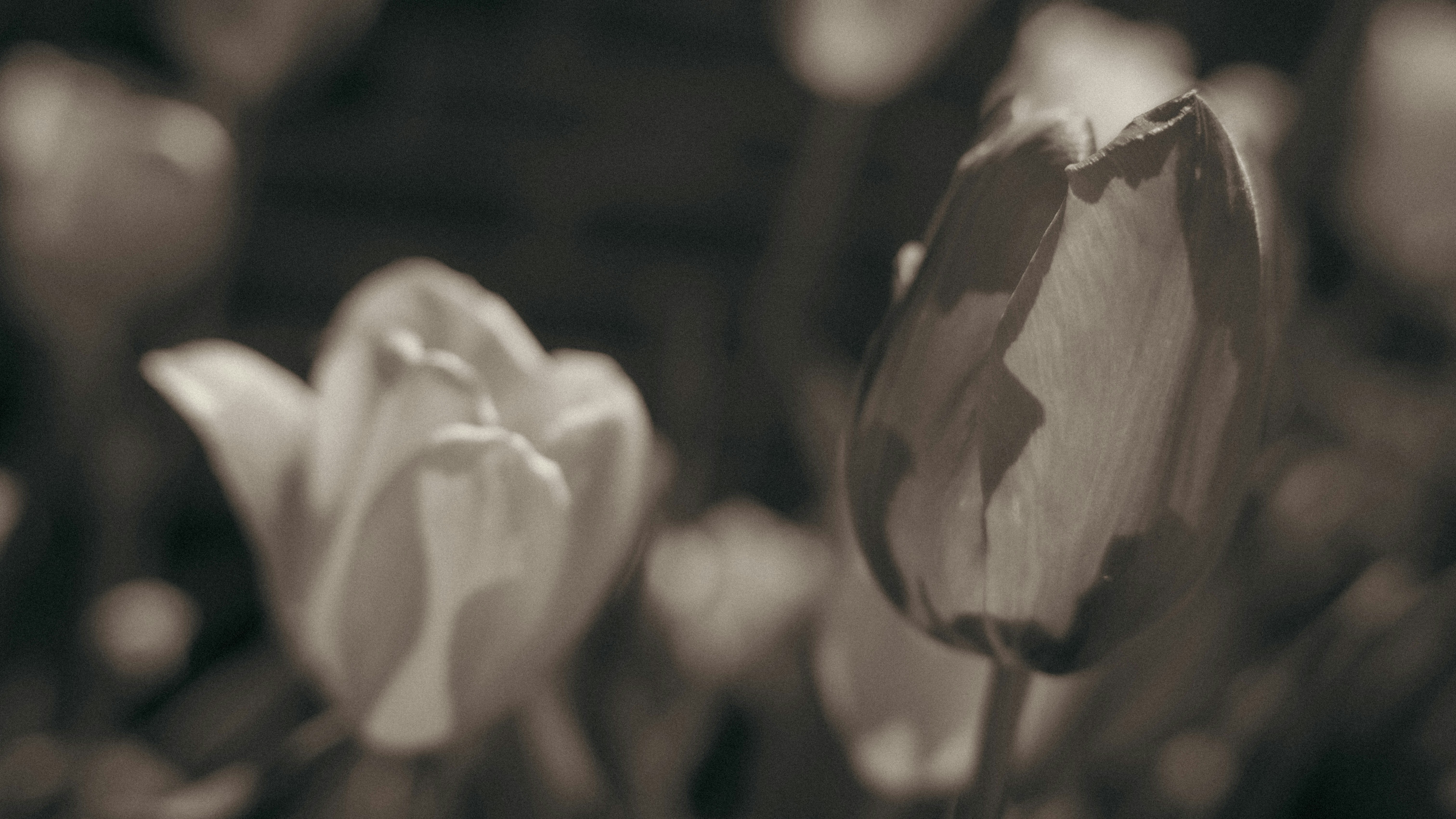 Close-up of tulips in soft focus, showcasing delicate petals and subtle textures in a monochromatic palette.