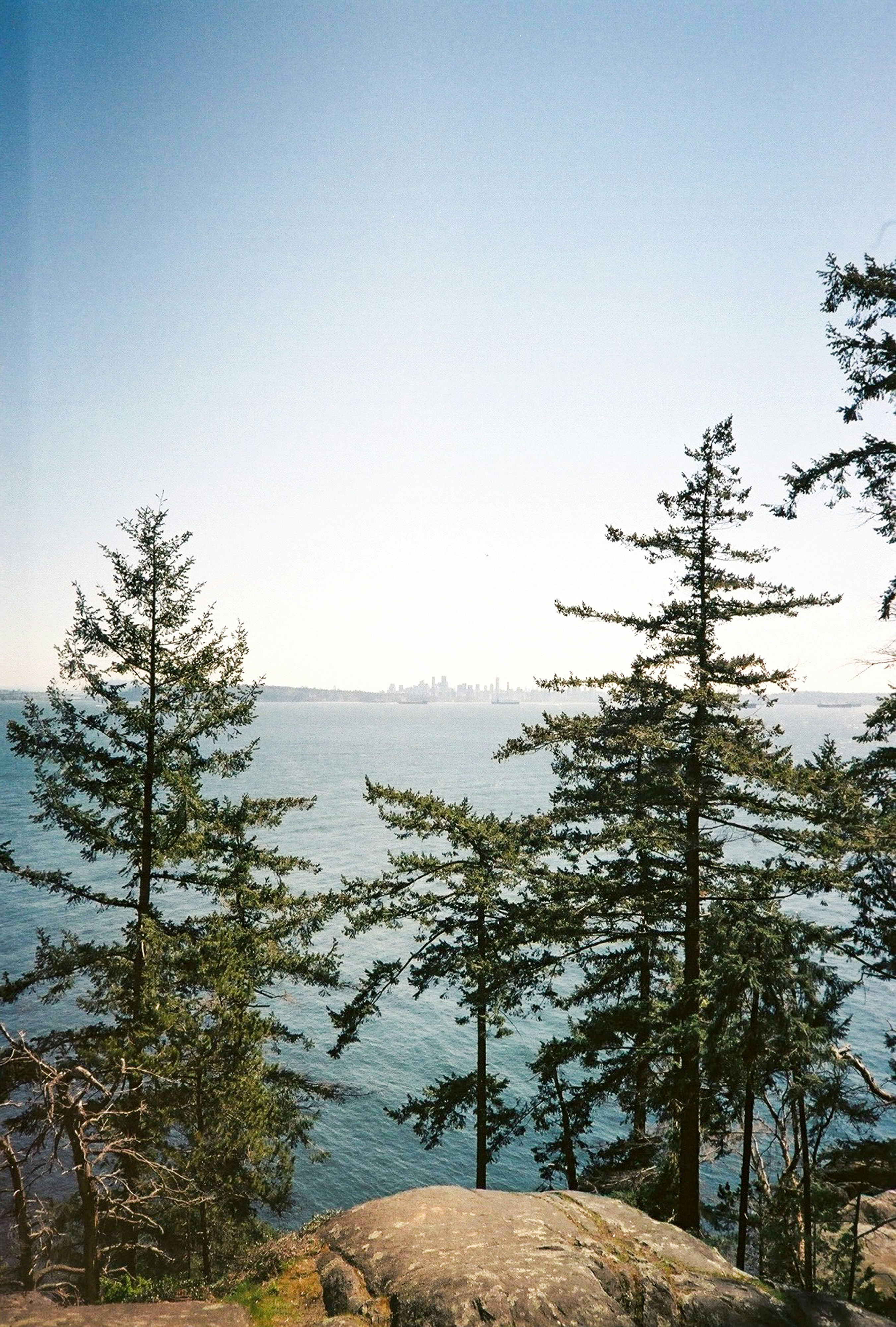 Trees overlook ocean with city skyline in the distance. photo – Free ...