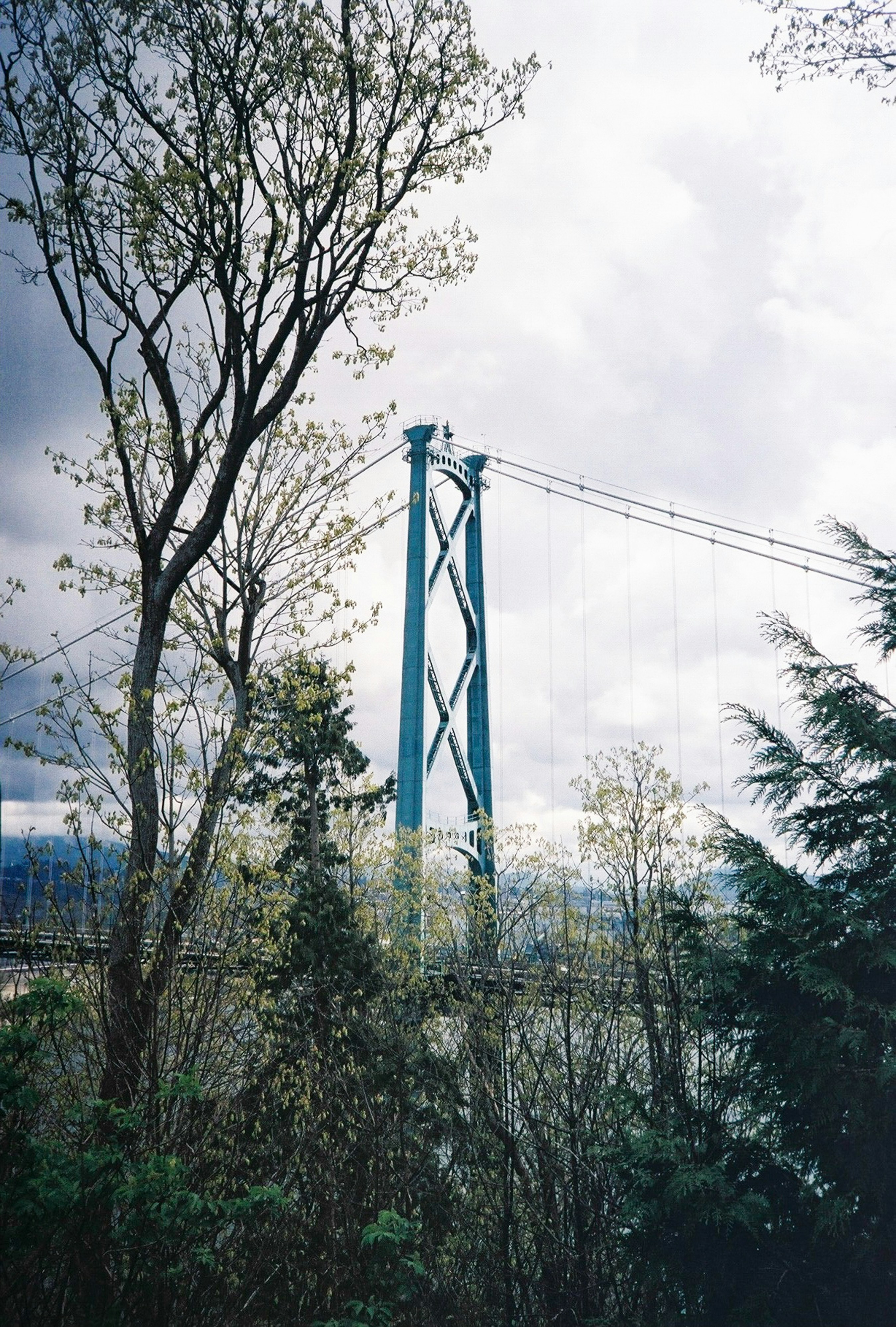 Lions Gate Bridge peeking through spring trees.