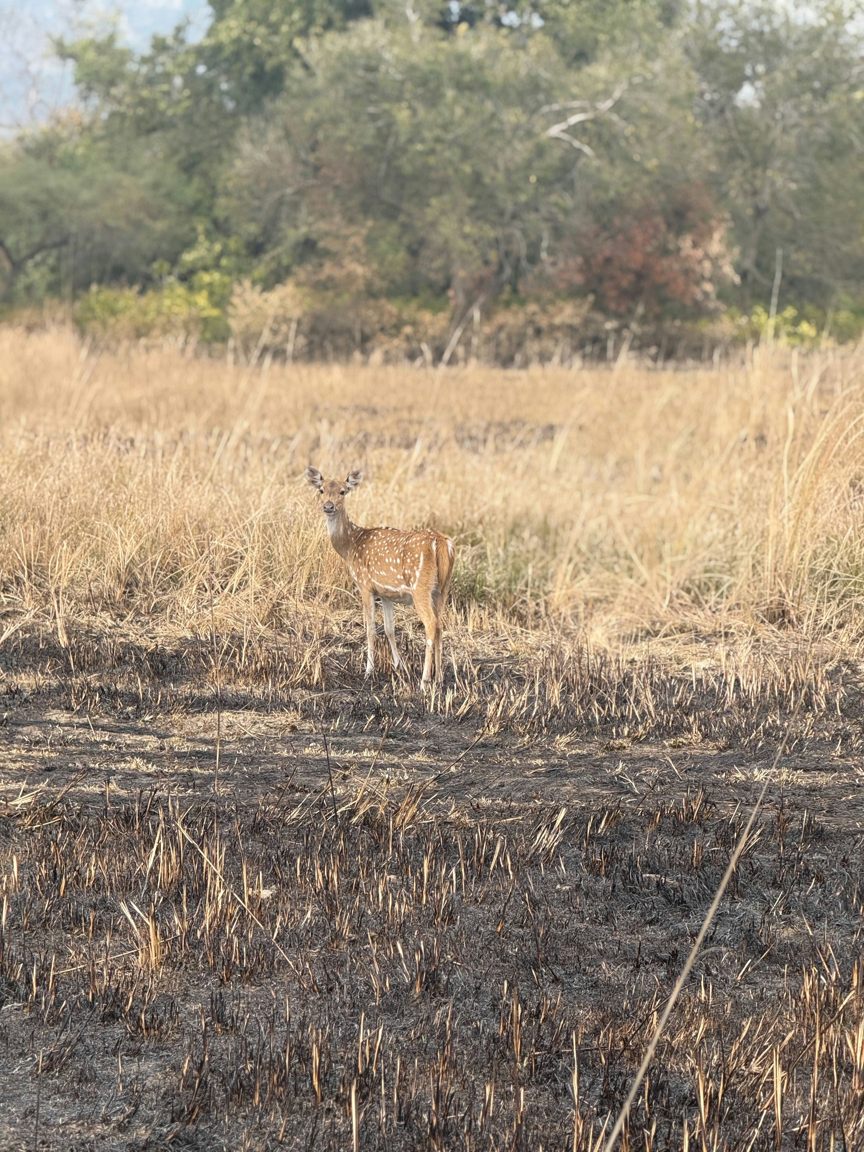 A Solitary Stag Amidst the Ashes