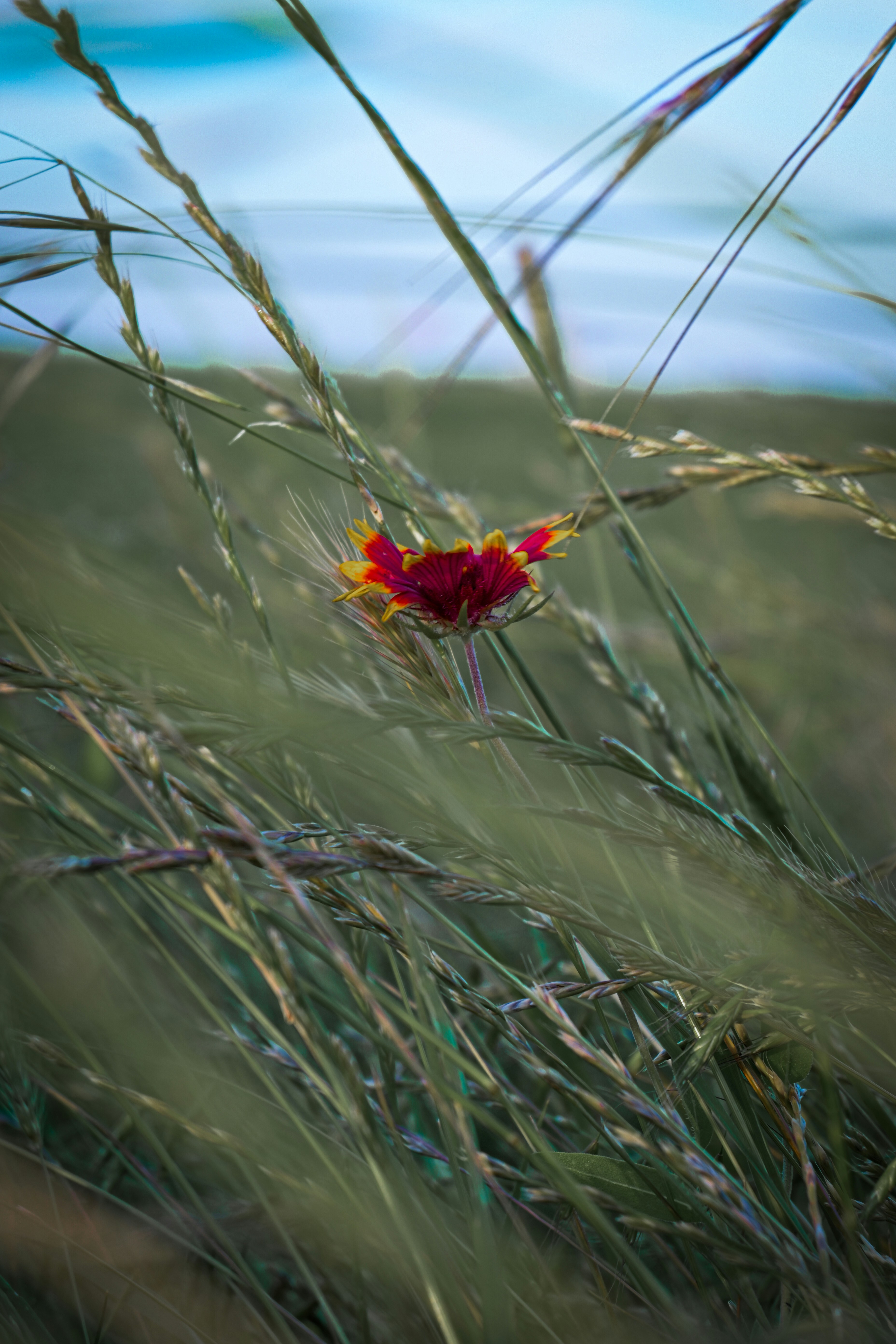 Crimson Core Bloom in a Sea of Grass
