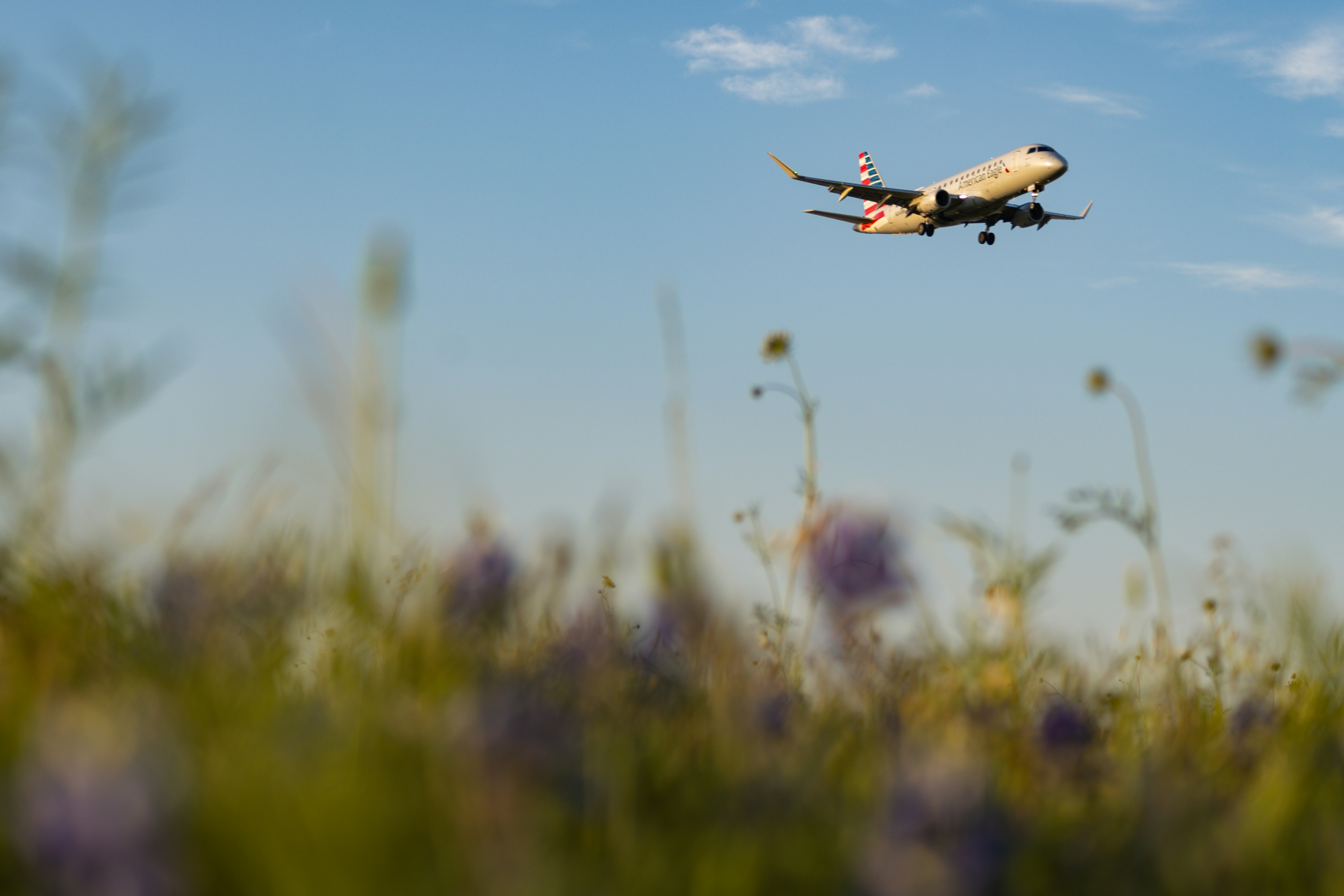 Airliner Above the Meadow: A distant jet carving through blue sky over a blur of wildflowers