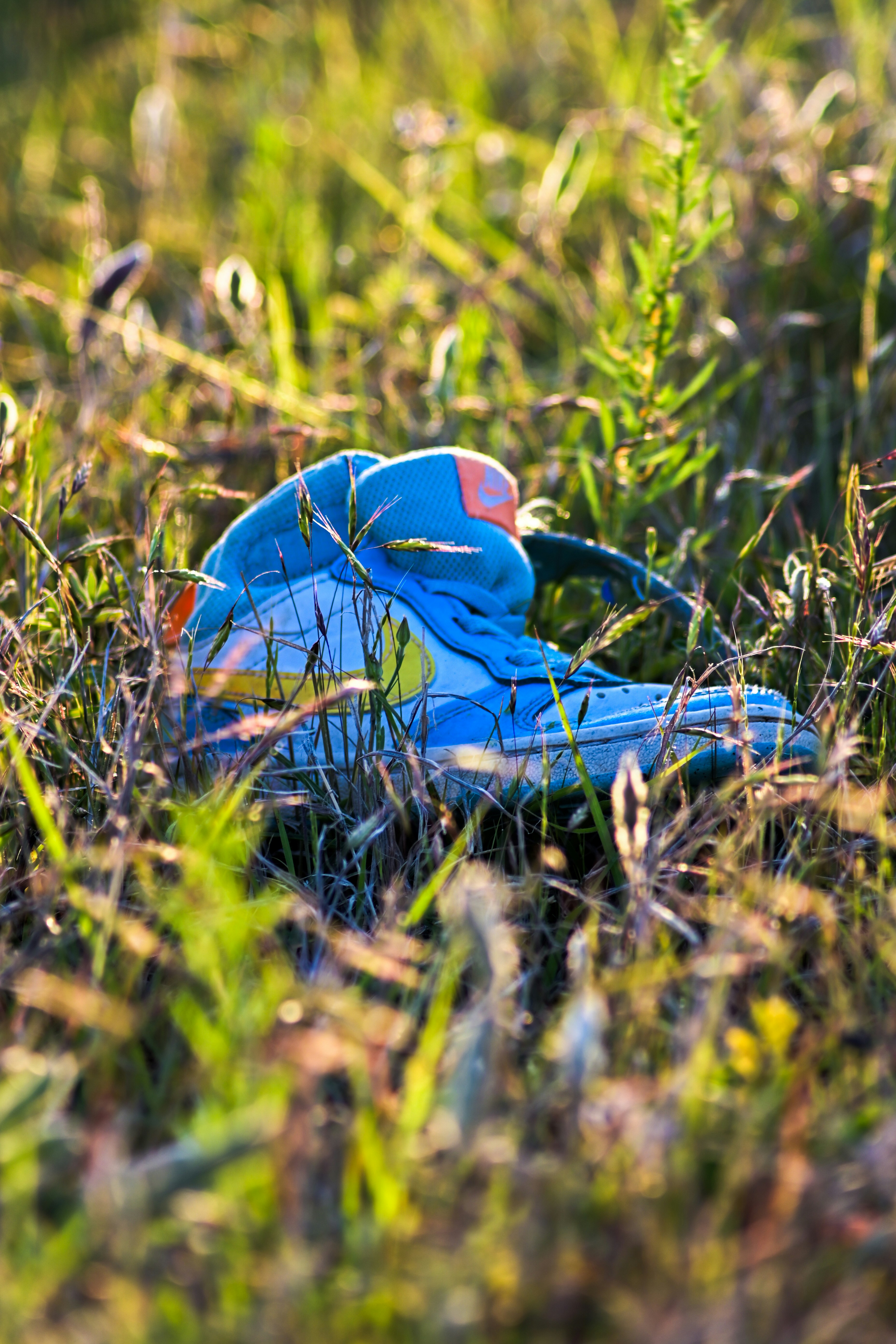 A single shoe rests in tall, grassy weeds.