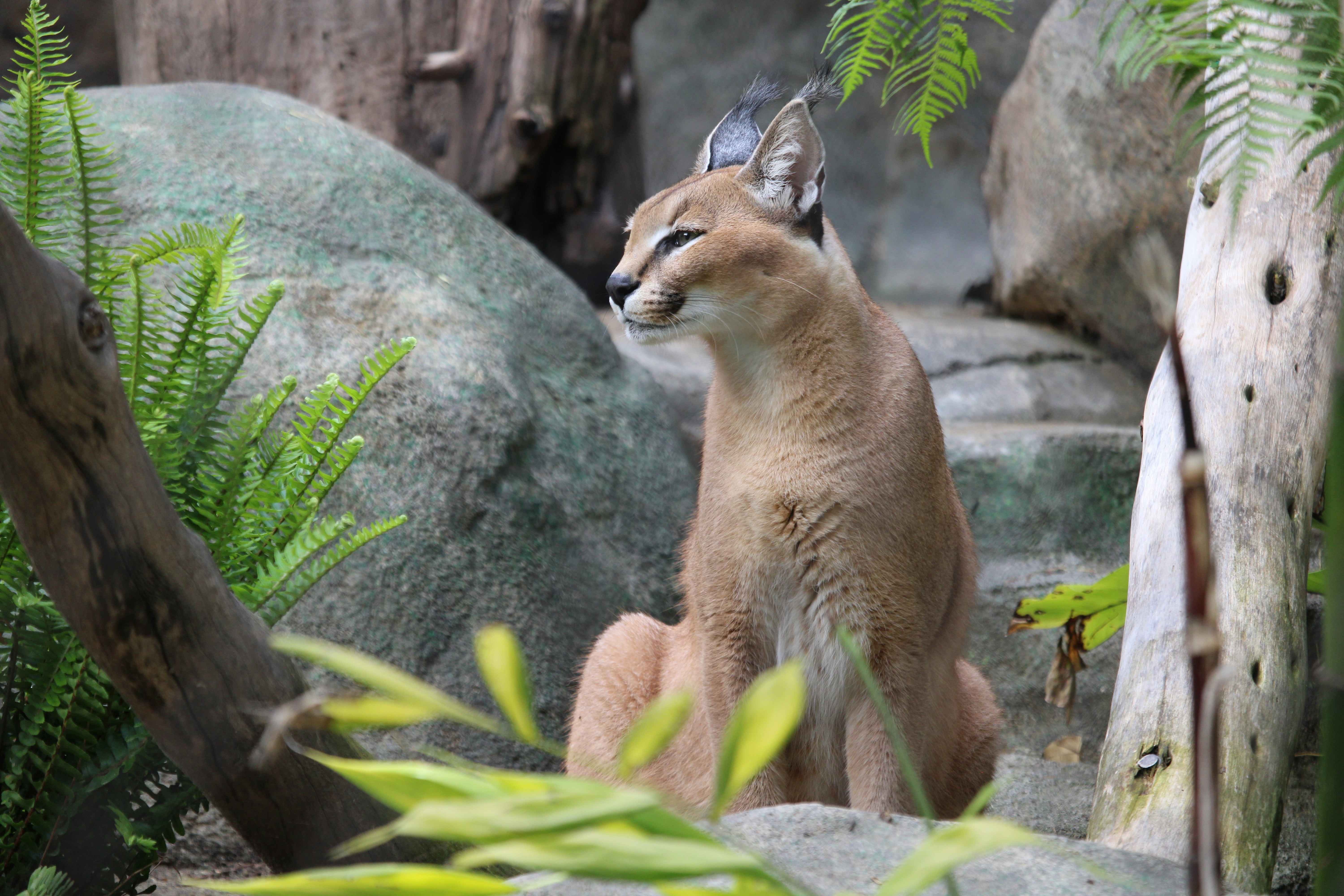 Graceful Watcher of the Wild