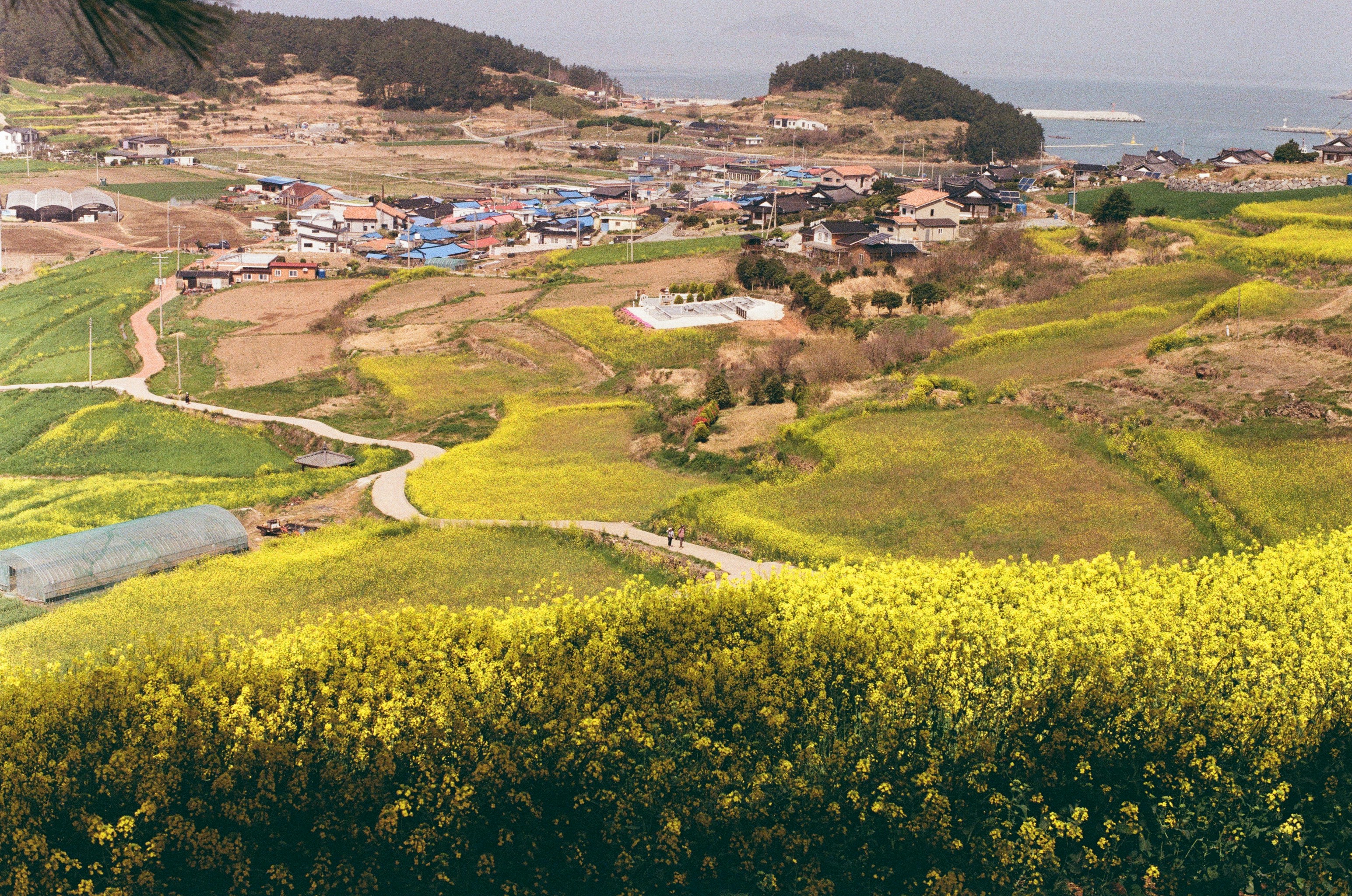 Yellow fields overlook a small village by the sea. photo – Free Human ...