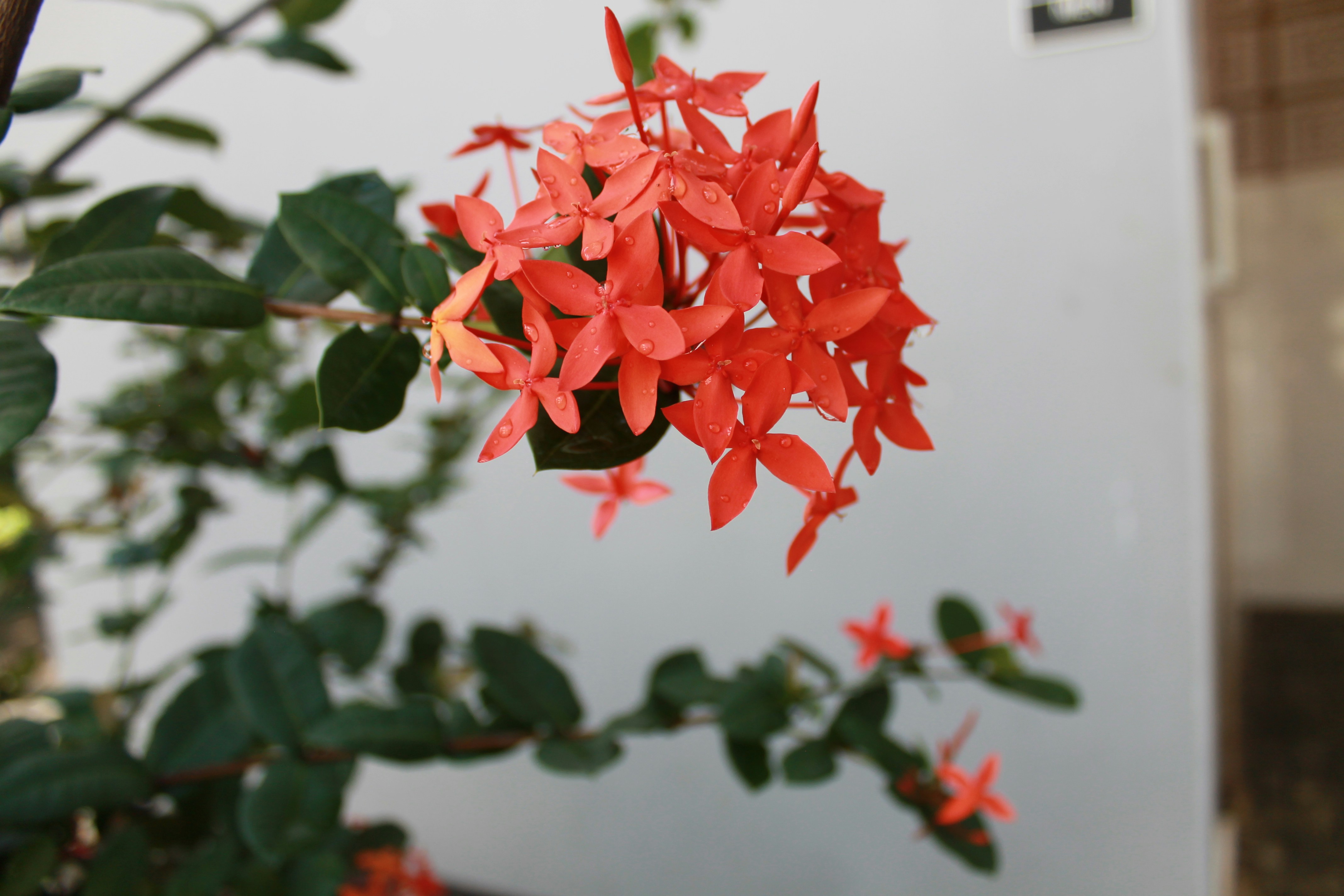 Vibrant Coral Blossoms Amidst Subtle Backdrops