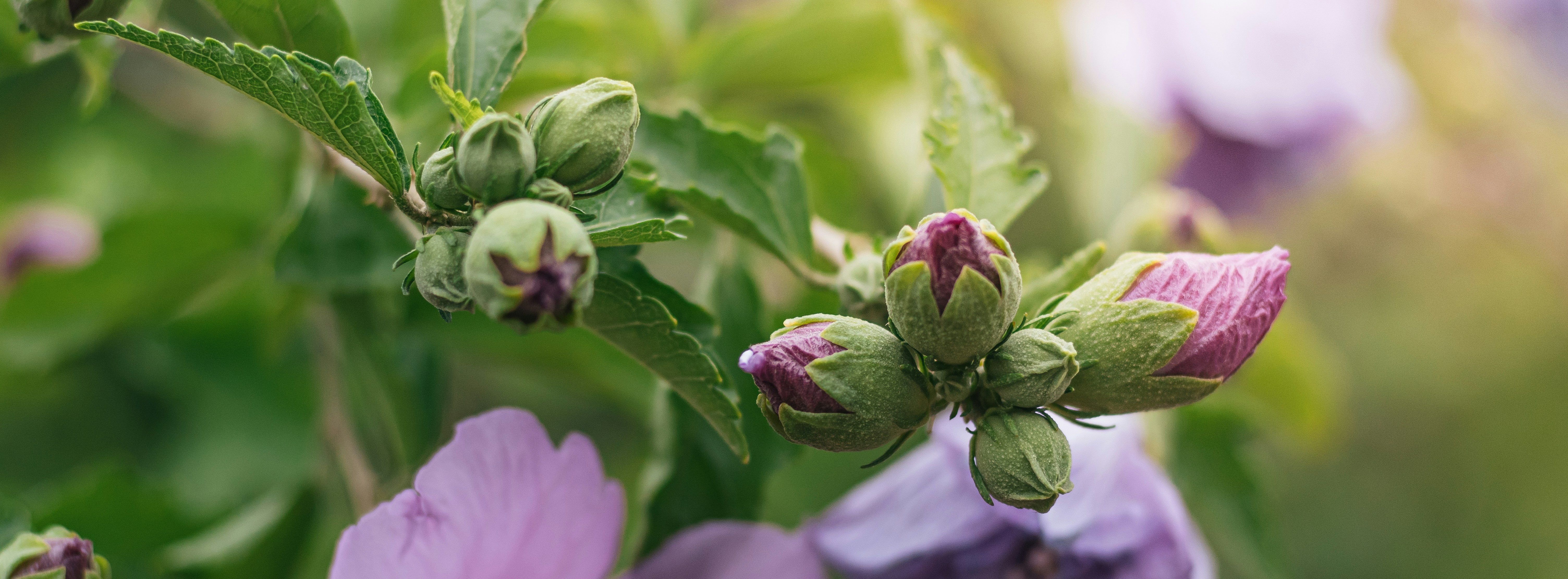 Purple Buds in Focus: A Gentle Close-Up of Early Bloom