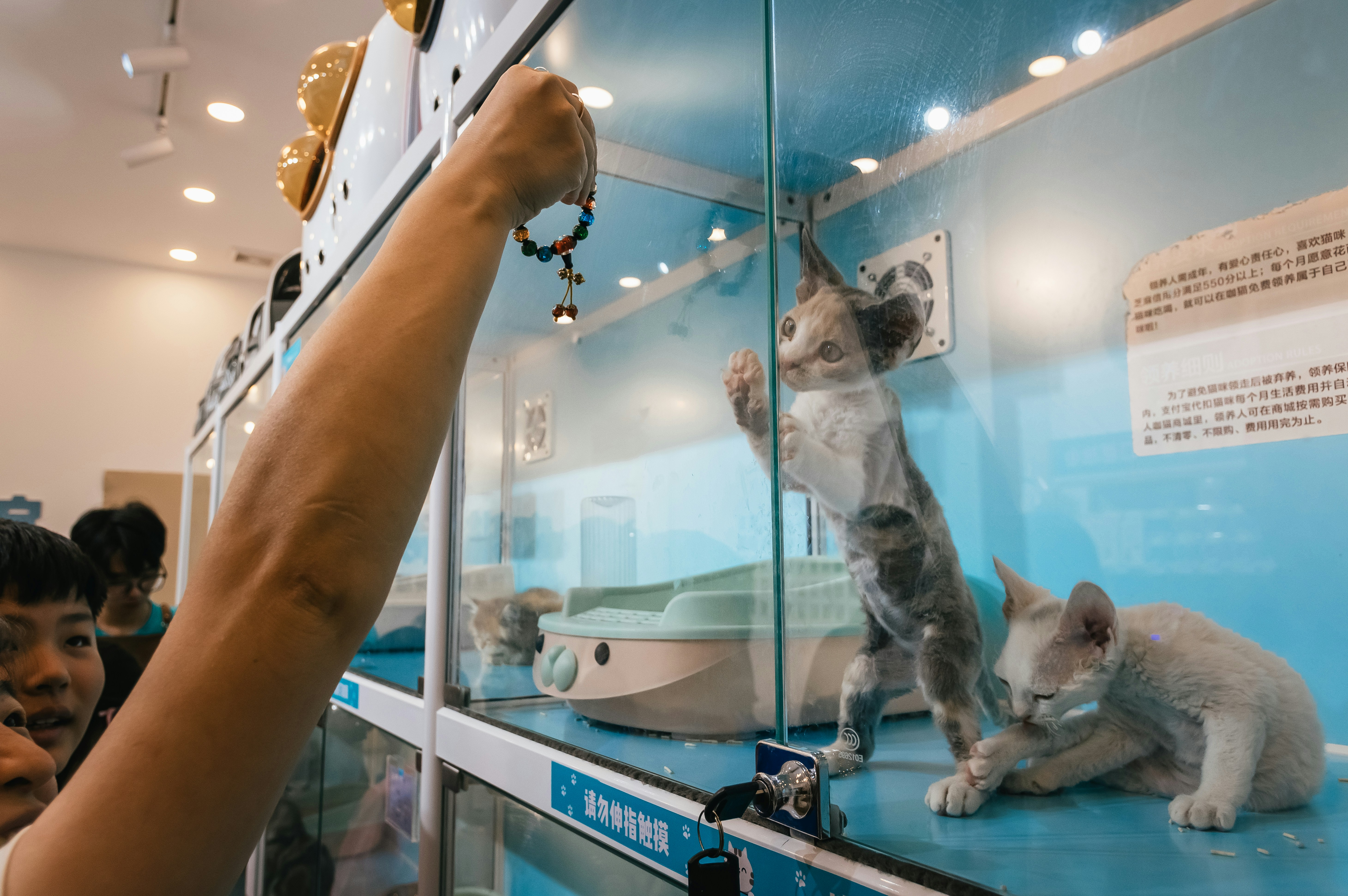 Curious Climber at the Glass: A Kitten's Reach in a Pet Shop Display