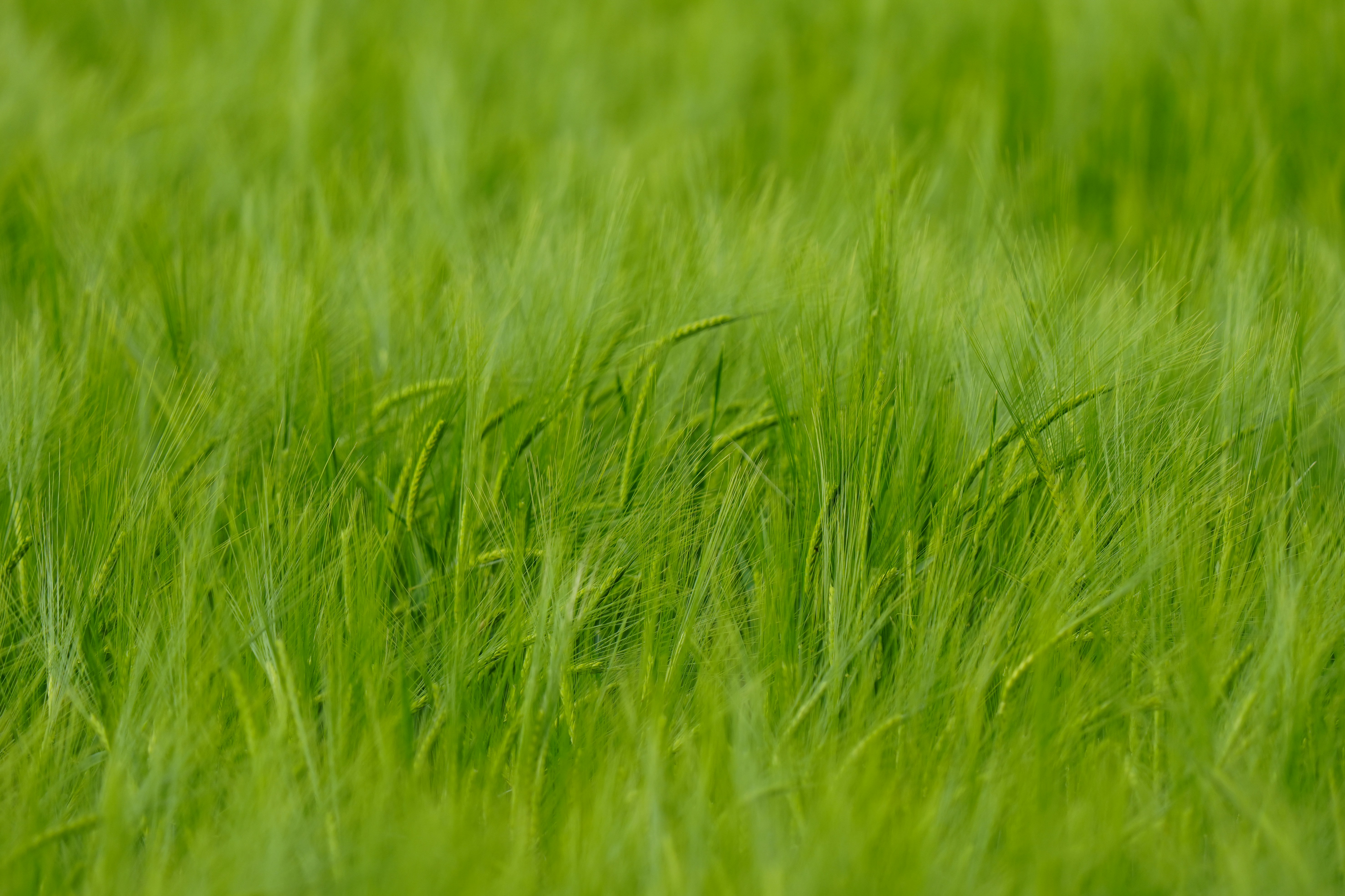Lush green grass swaying gently in the breeze, capturing the essence of a vibrant meadow. The intricate details of the blades create a tapestry of nature's tranquility.