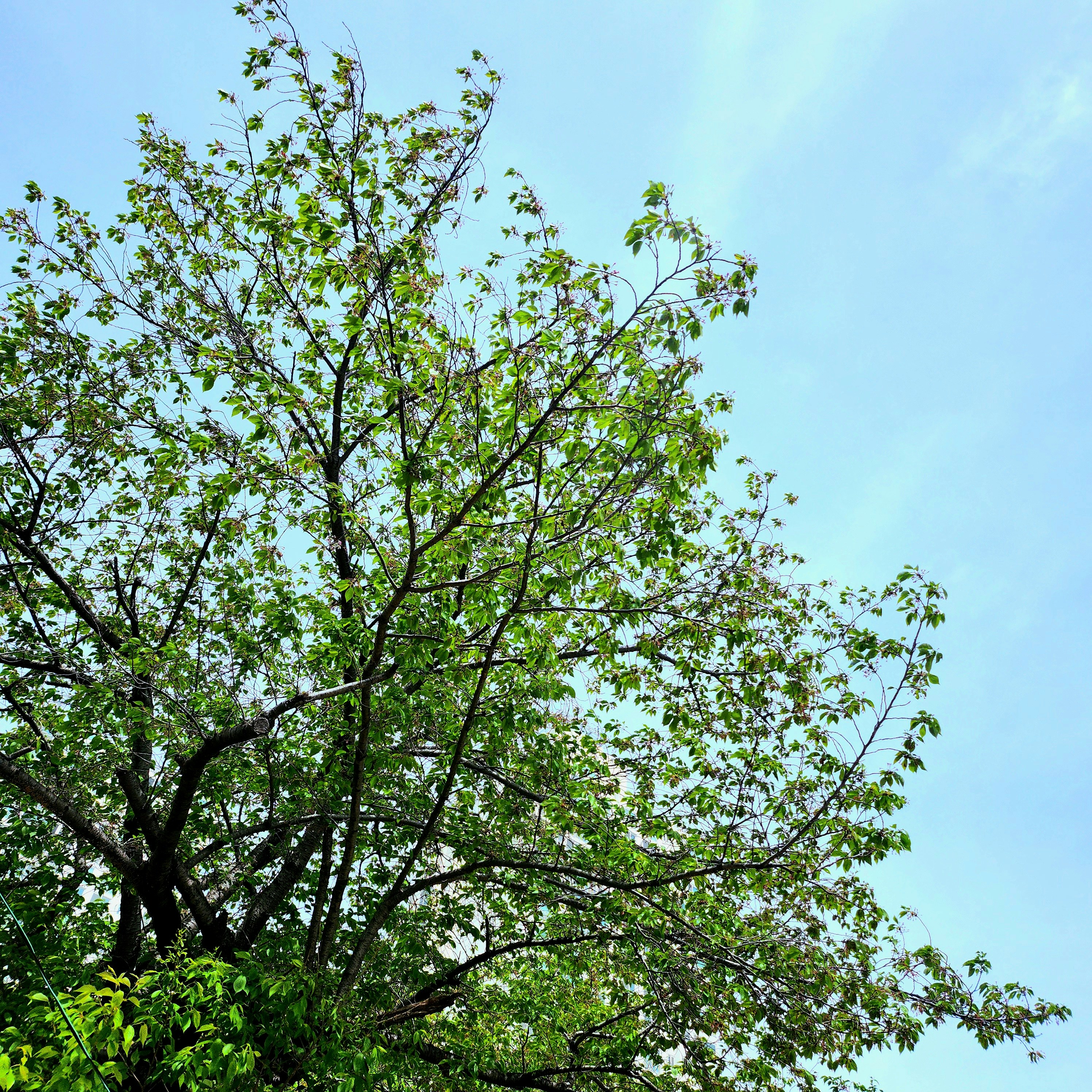 파란 하늘과 녹색 나무의 조화로움이 여름의 싱그러움을 보여주는 자연풍경