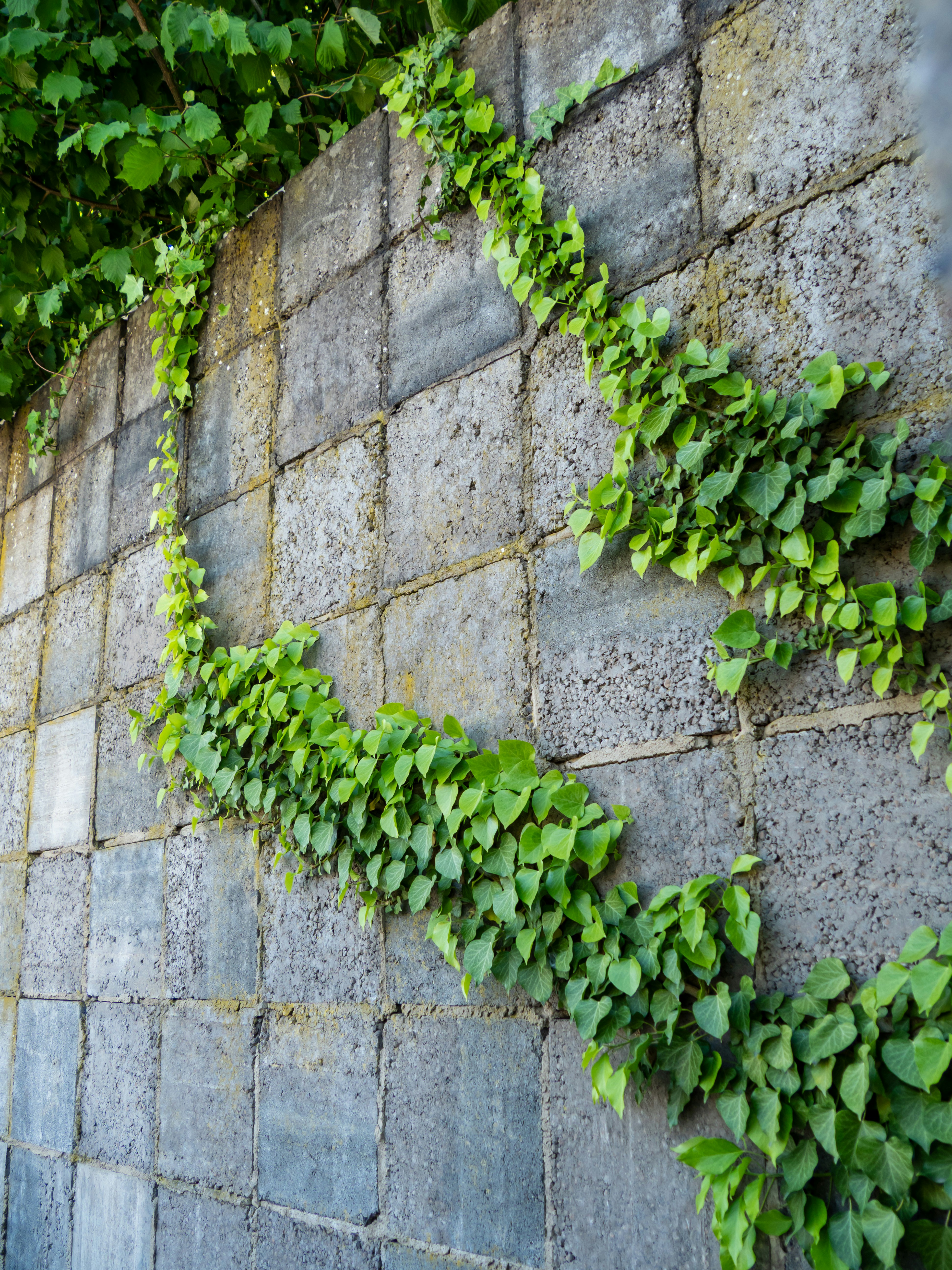 Green vines grow on a gray brick wall. photo – Free Plant Image on Unsplash
