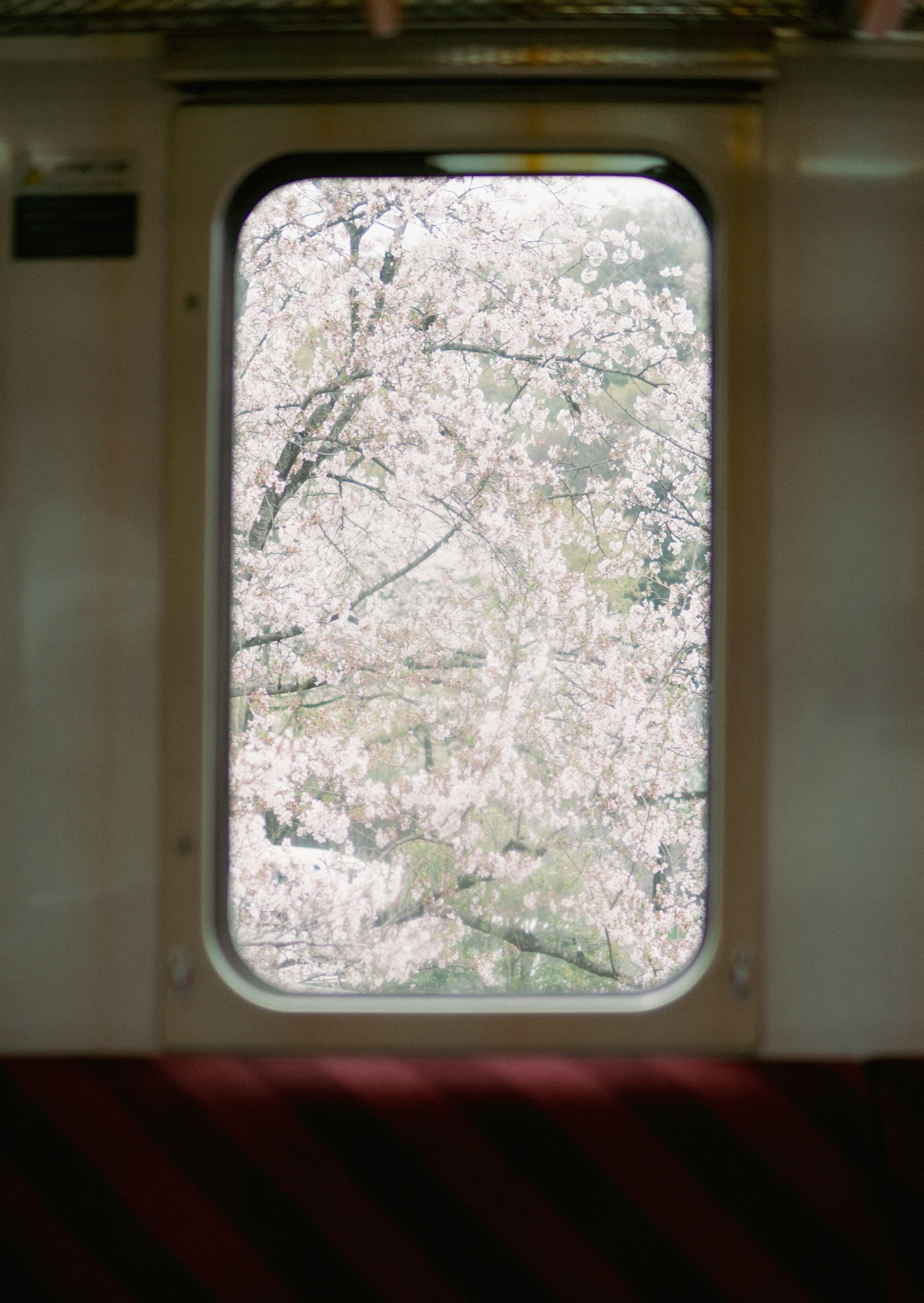 Sakura Window: Pink Blossoms Framed by a Moving Carriage
