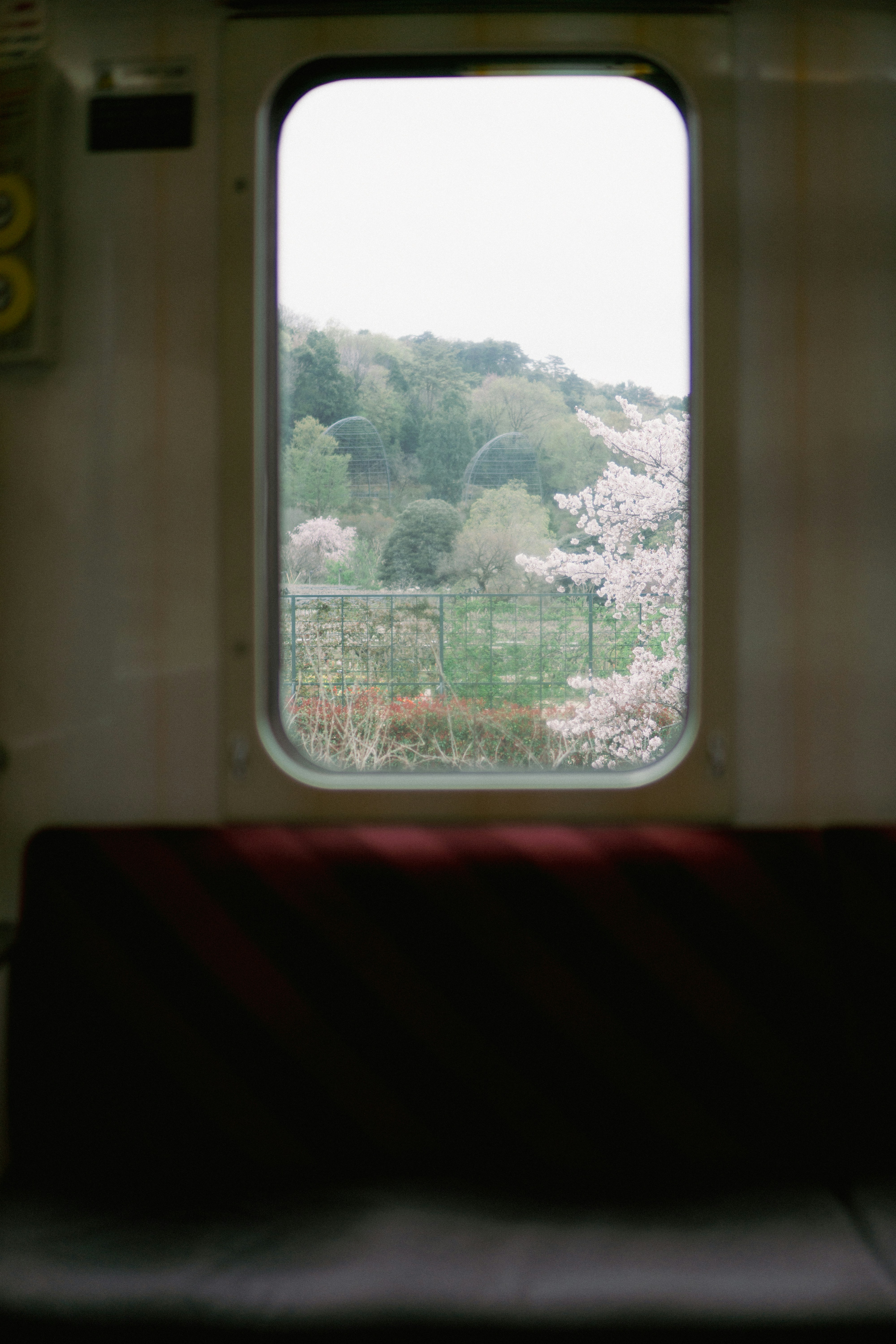A train window frames a blossom-filled landscape. photo – Free Flower ...