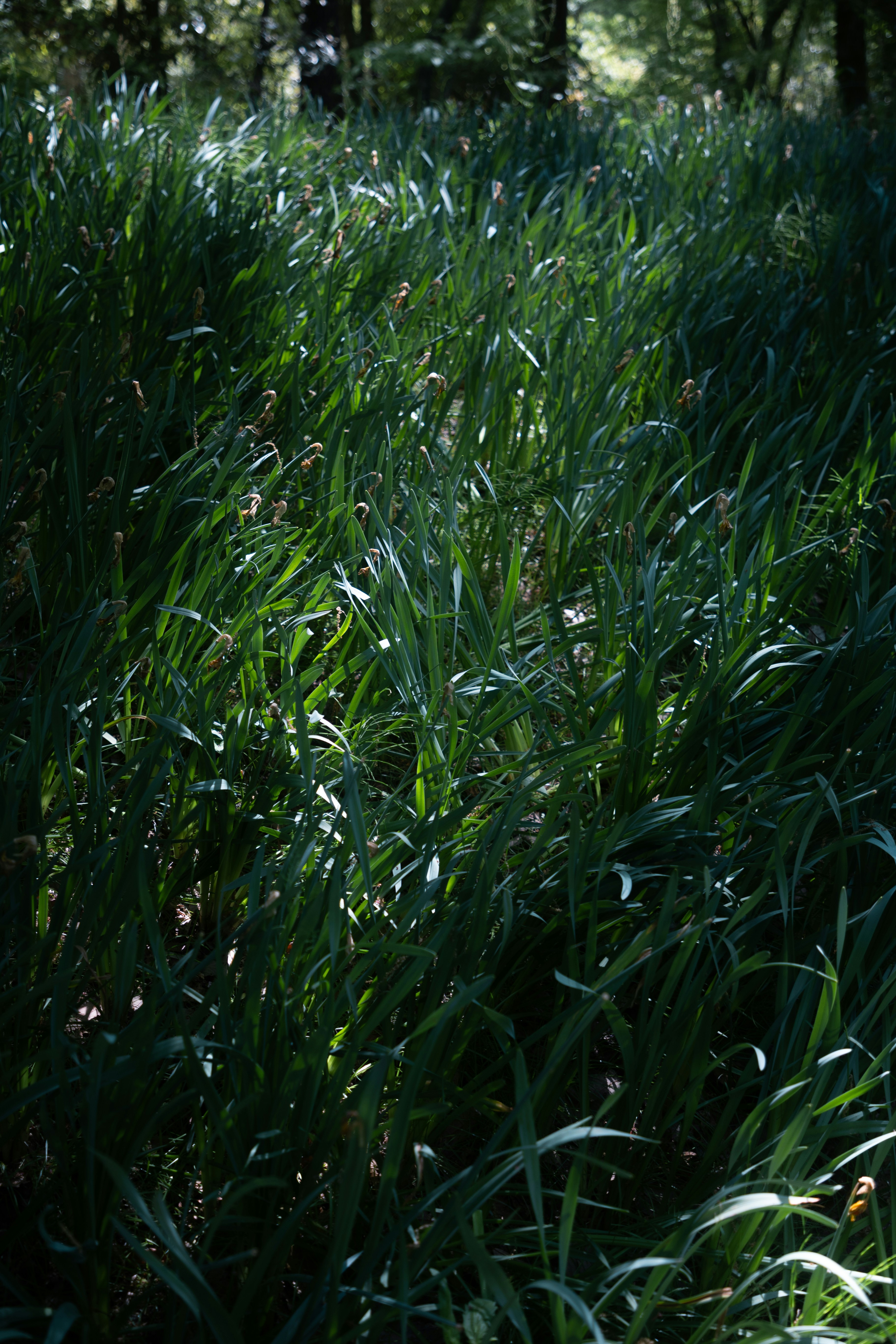 Lush, green grass grows beneath the forest canopy. photo – Free Japan ...