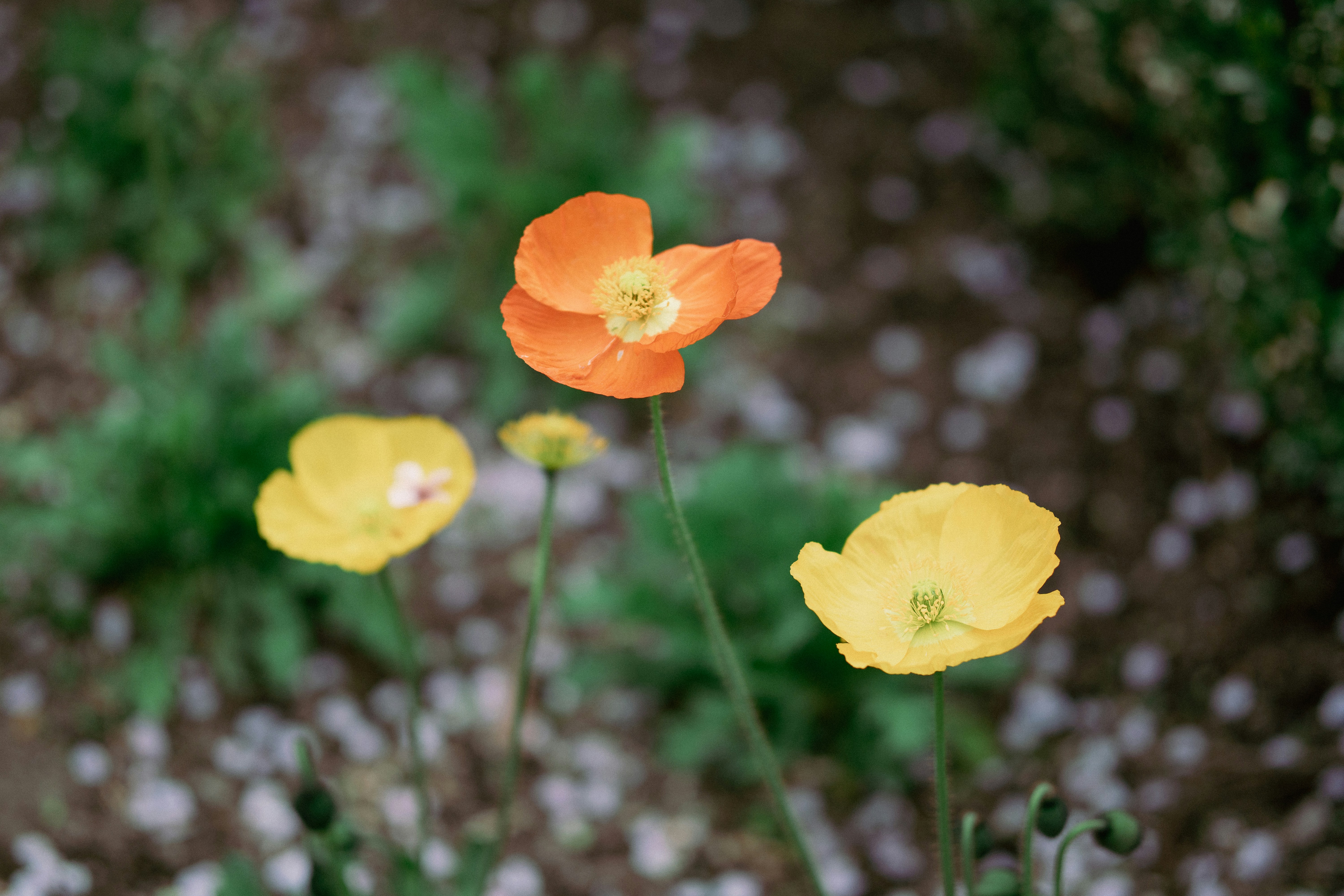 Orange Crowned Blossom: The Central Pop of Spring Blooms