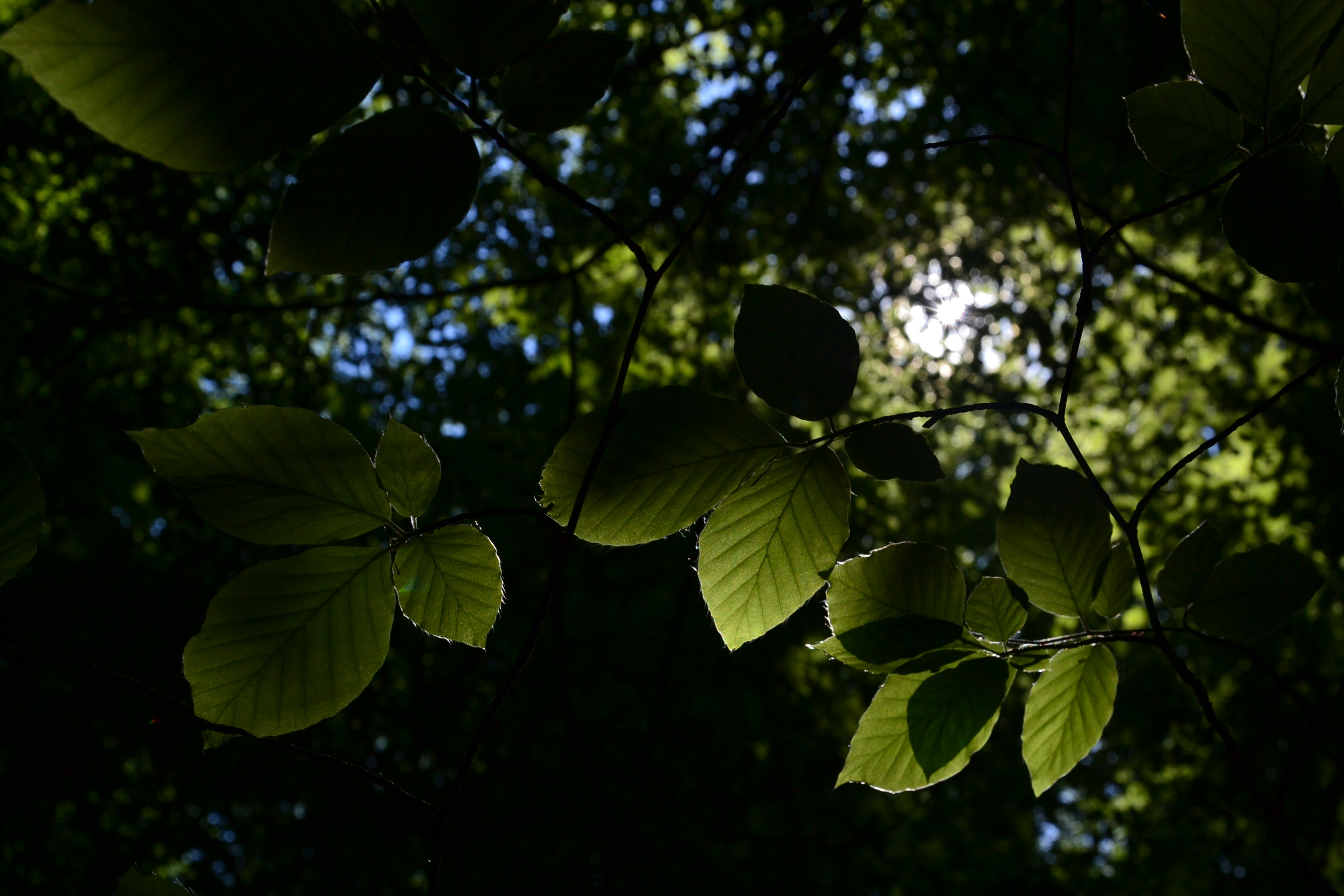 Sunlight filters through a dense canopy, casting intricate shadows on vibrant green leaves. The interplay of light and foliage creates a serene atmosphere.