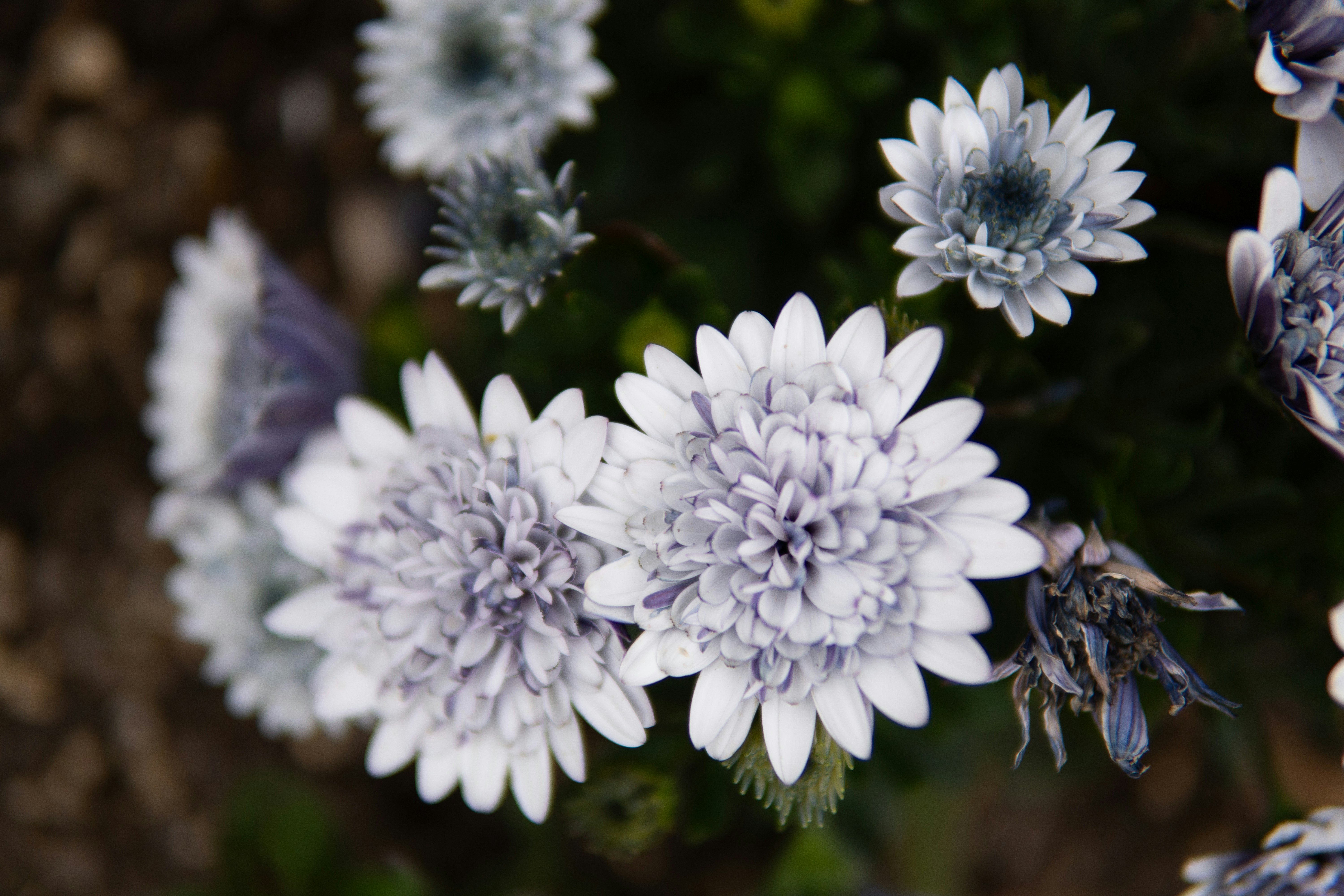Moonlit Hydrangeas: Close-Up of Pale Petals Against Dark Soil