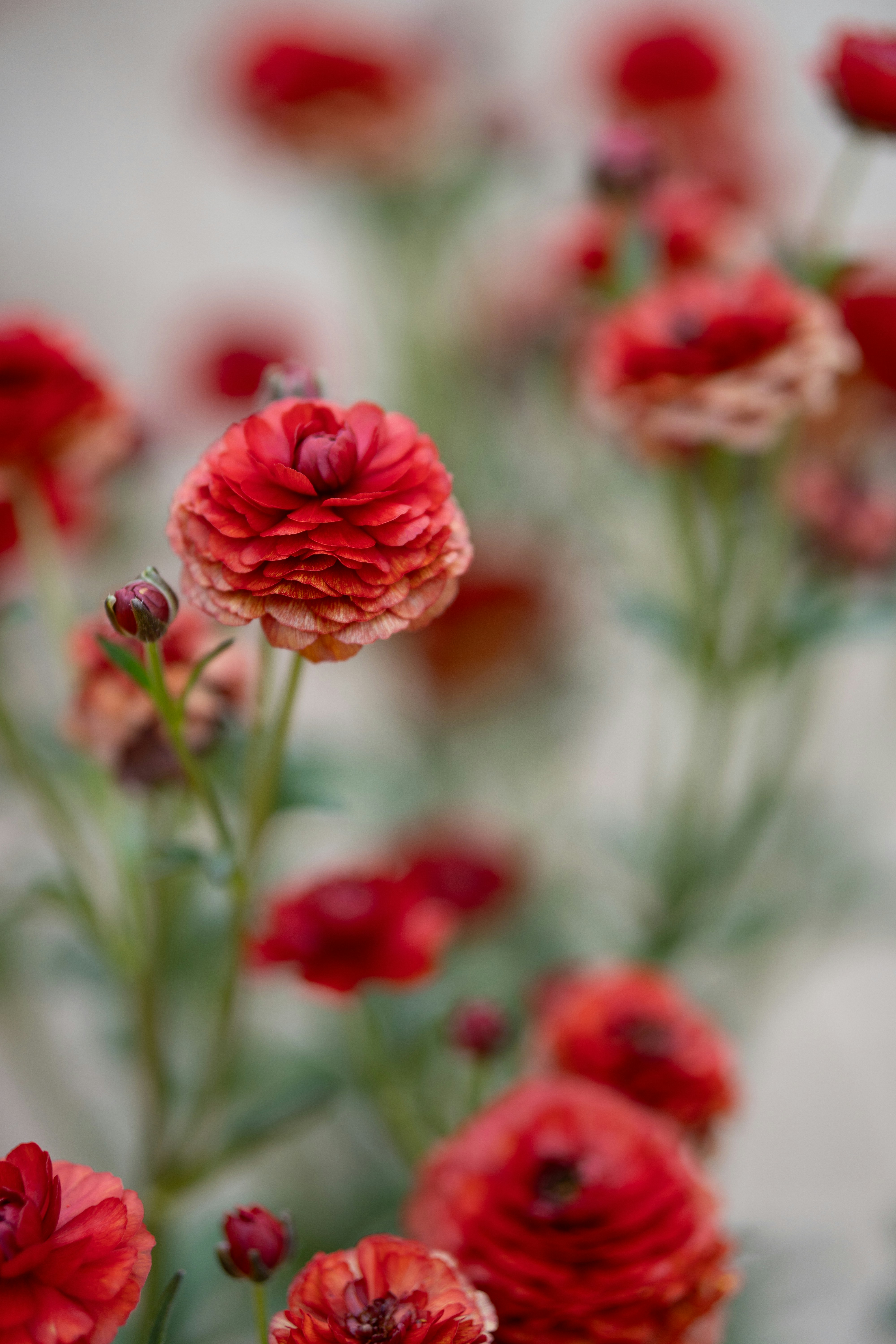 Beautiful red ranunculus flowers are blooming. photo – Free Flowers ...