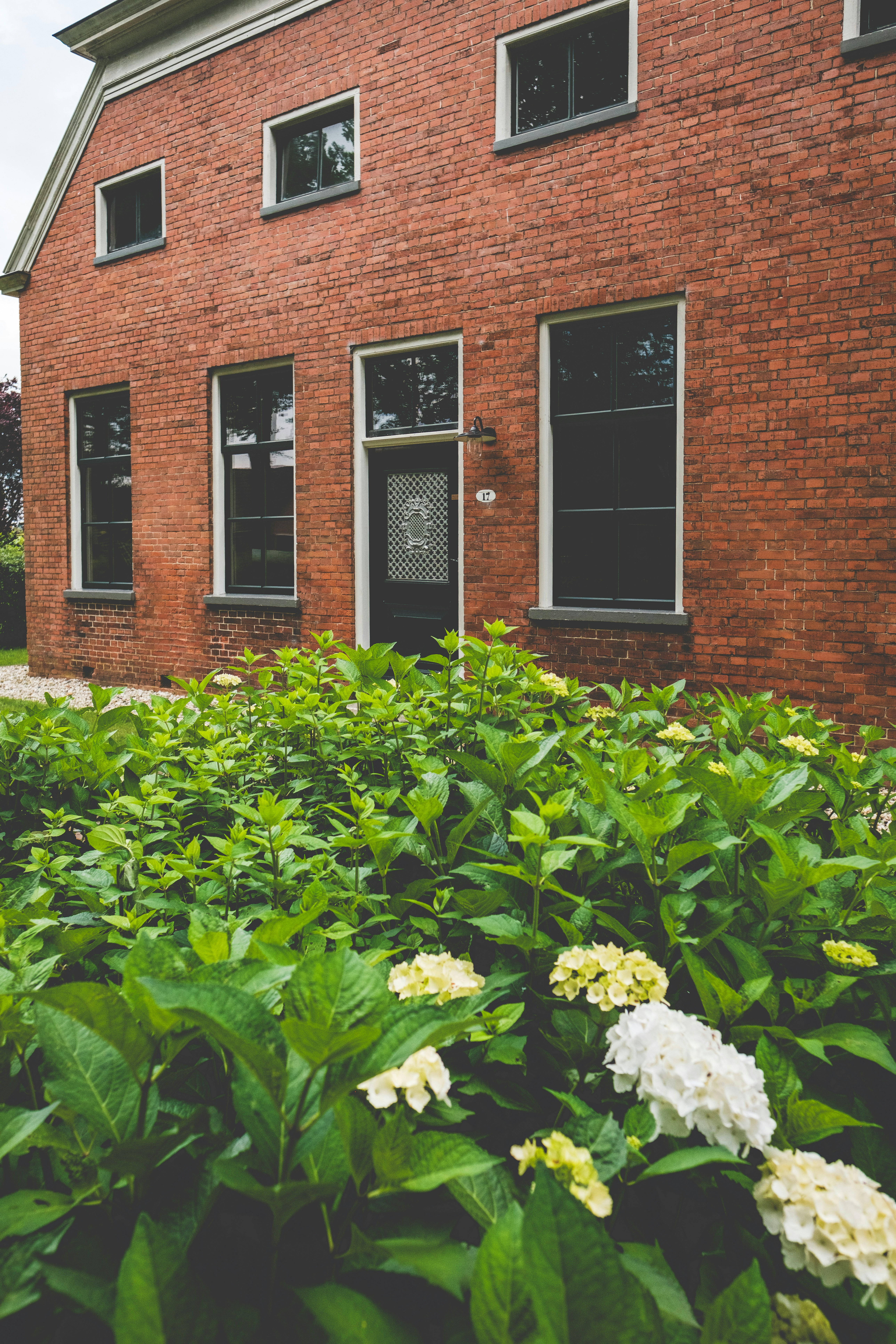 Hydrangea Border Framing a Brick House Entrance