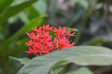 Ruby Ixora Cluster in a Soft Green Backdrop