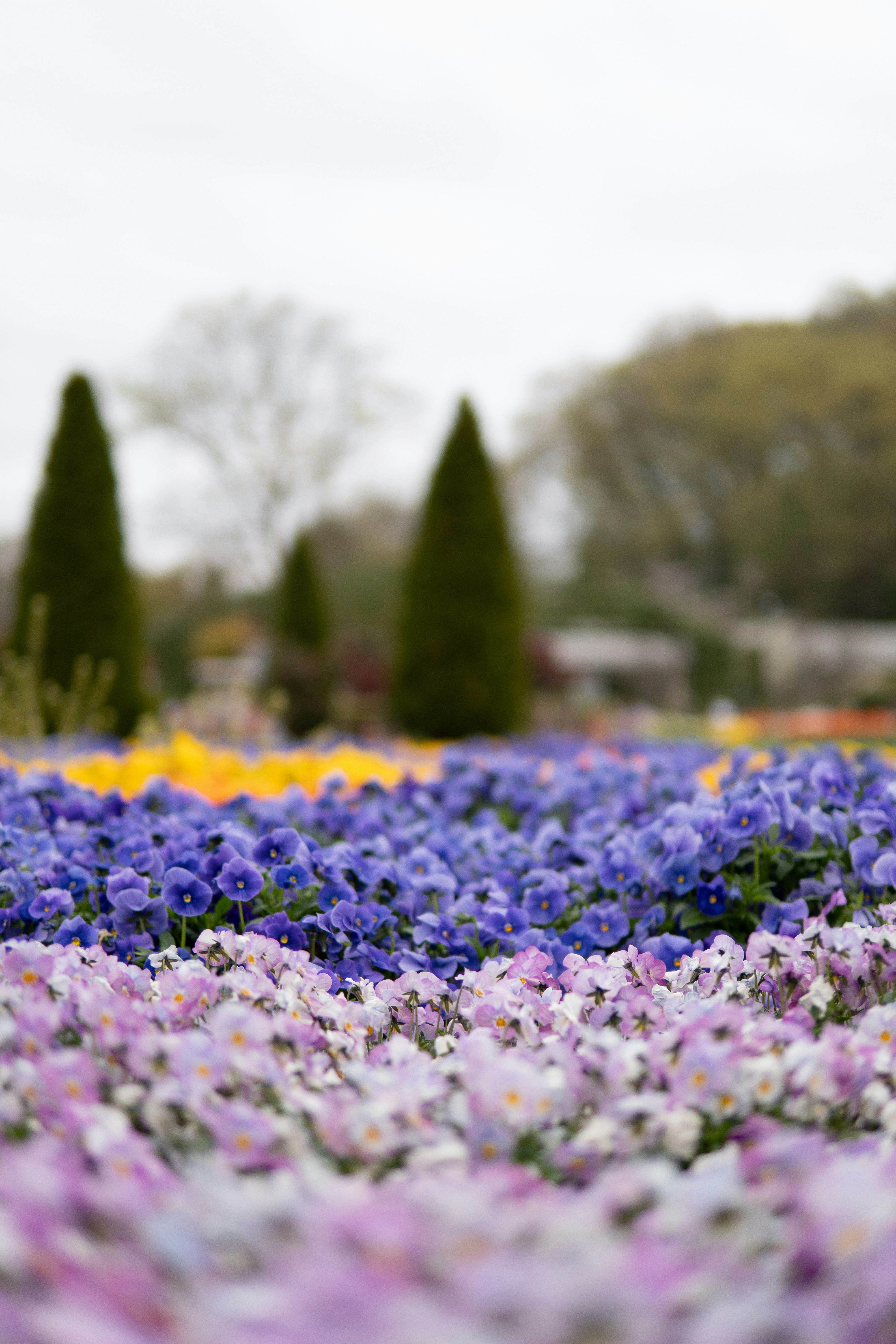 Border of Fire and Sky: A Field of Colorful Blooms