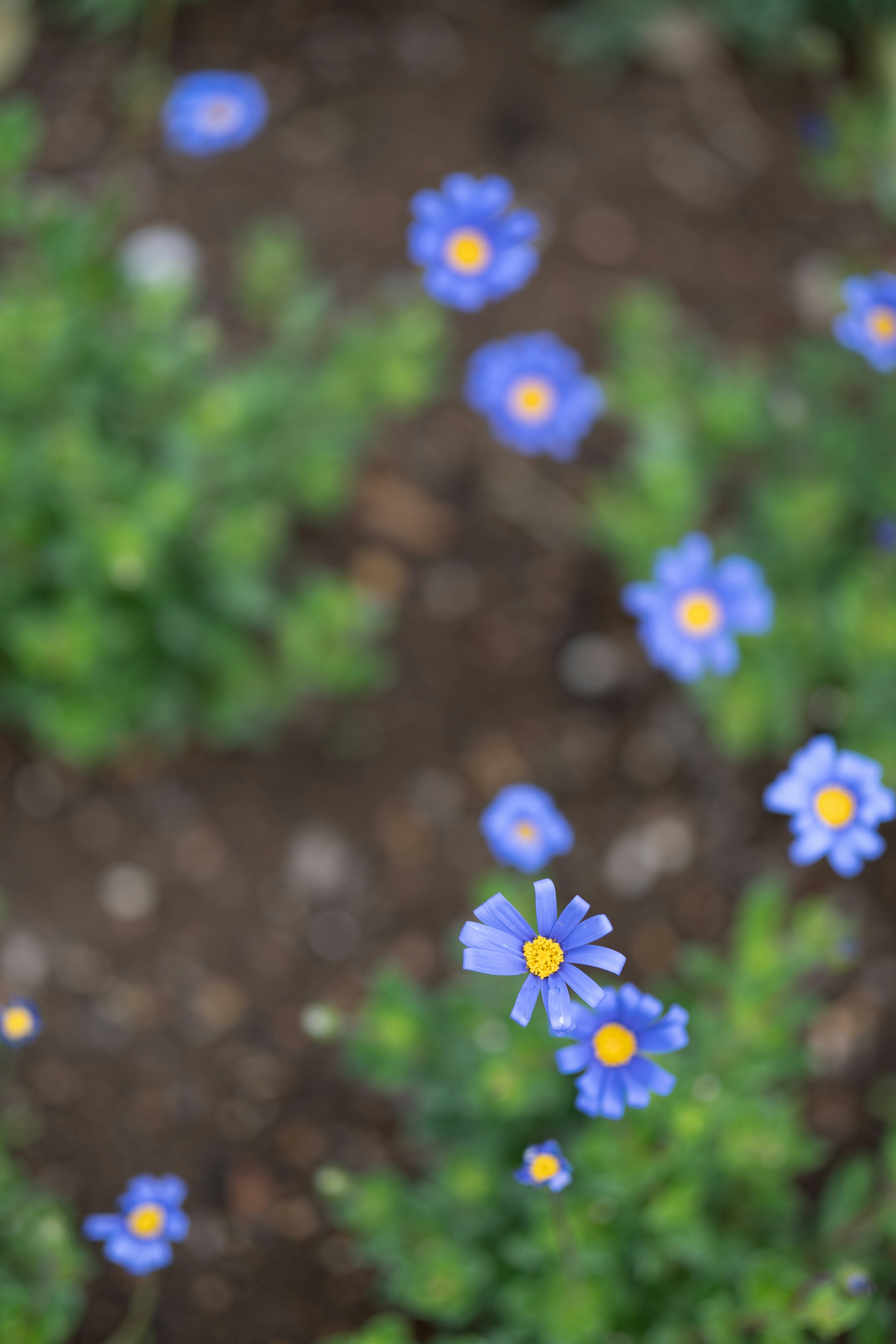 Blue Daisies in Soft Focus Bed