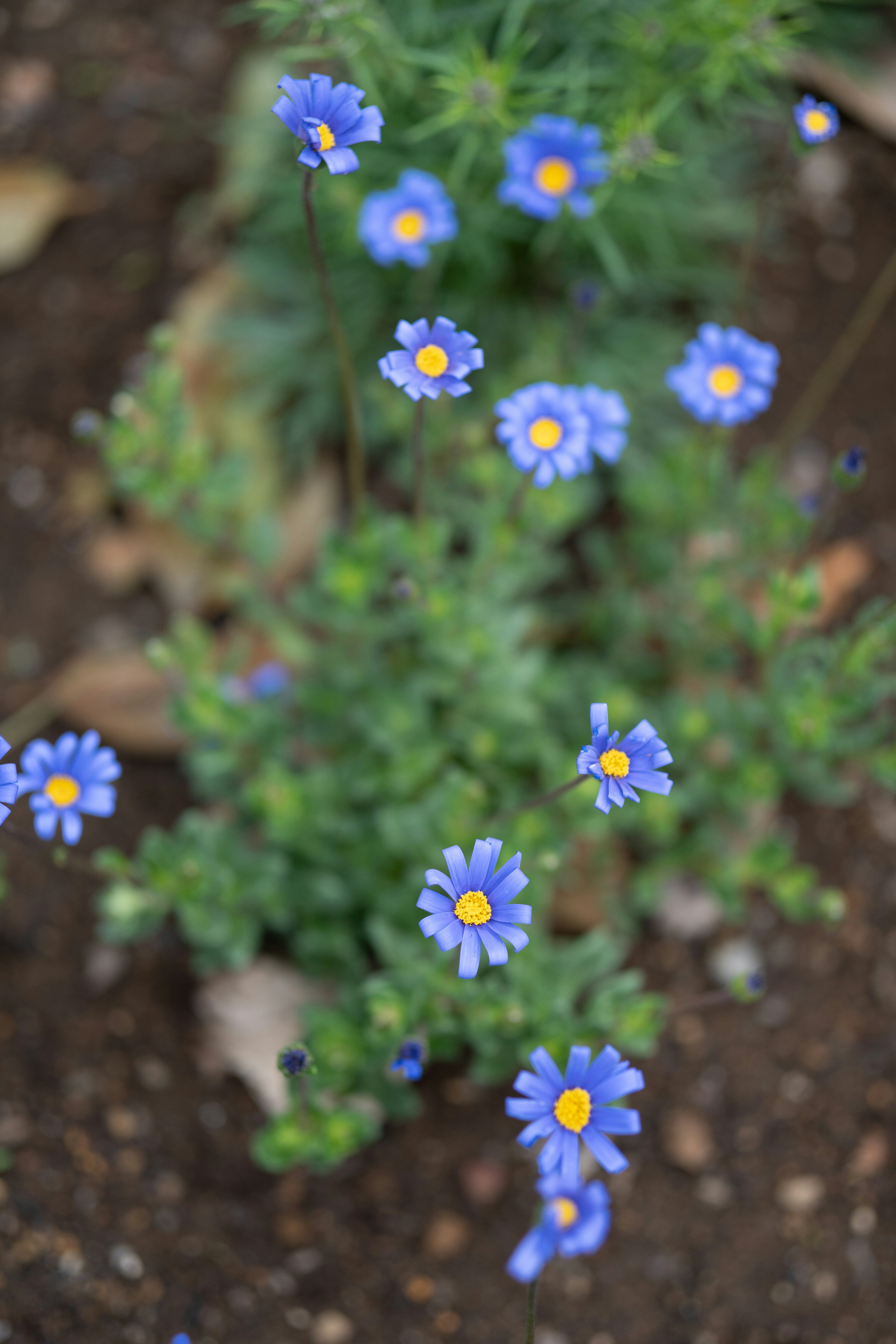 Azure Daisies in Quiet Bokeh: A Garden Portrait in Blue and Yellow