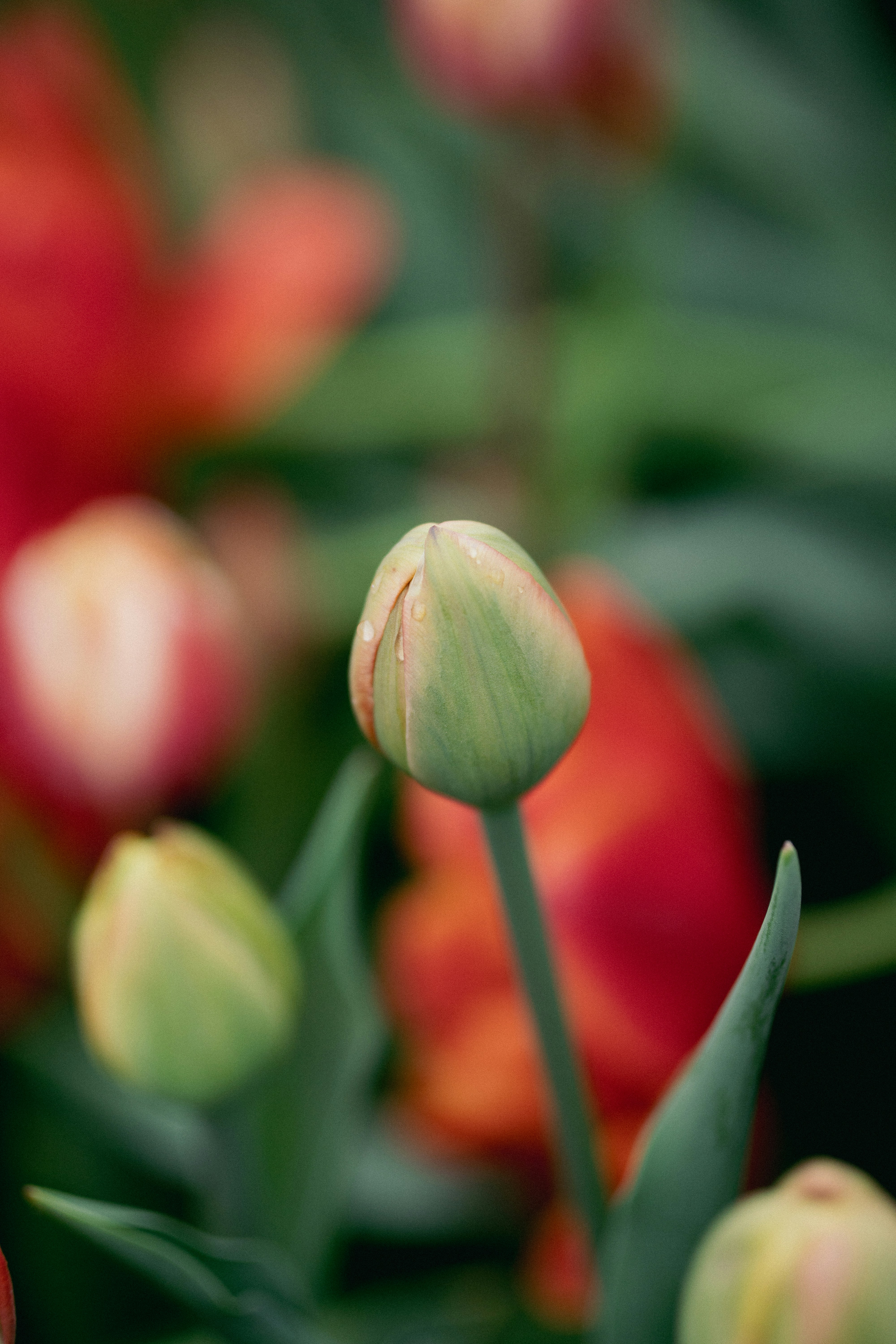 New Tulip Emergence: Quiet Center Amid Velvet Bokeh