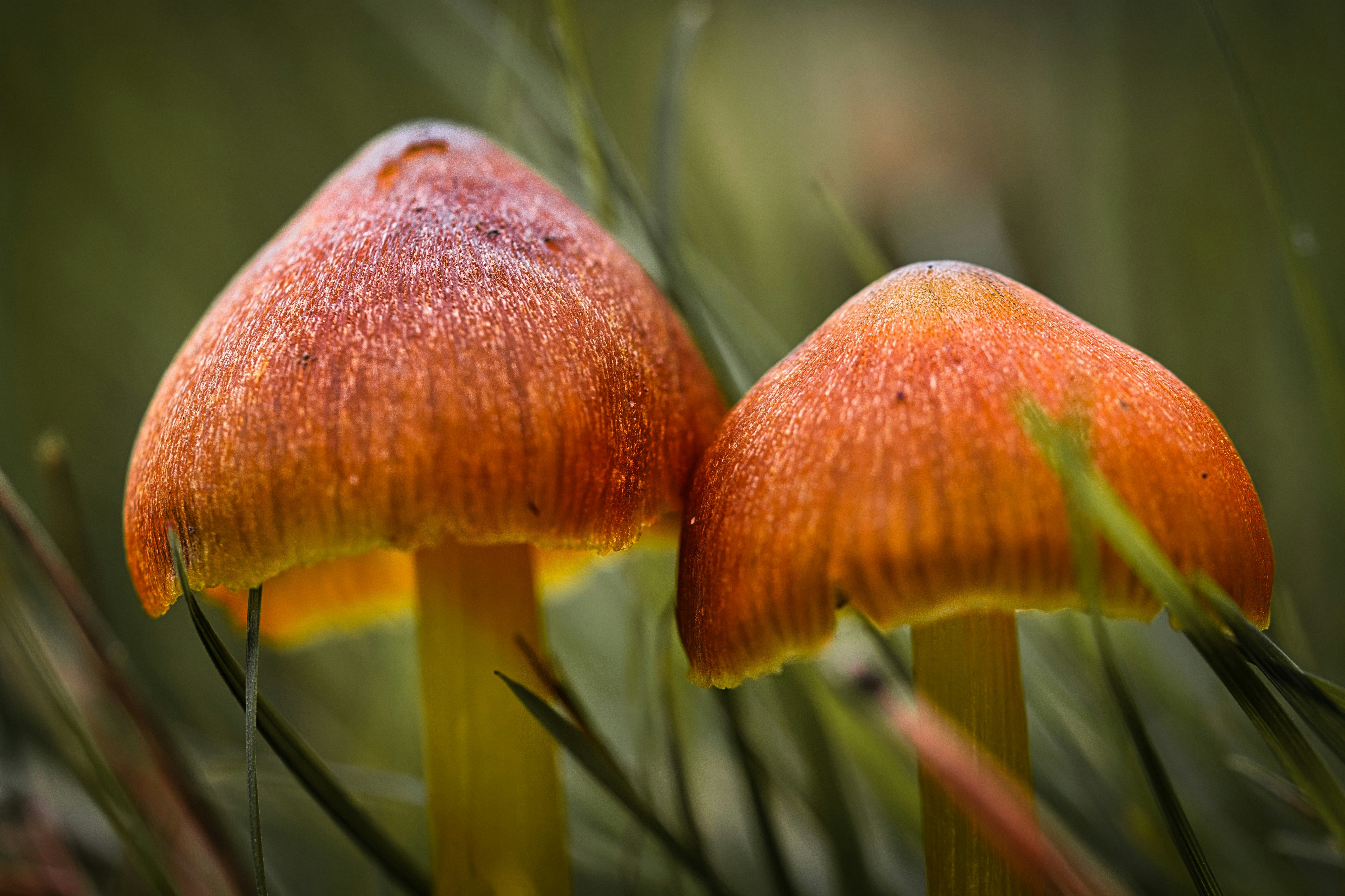 Whispers of the Forest Floor