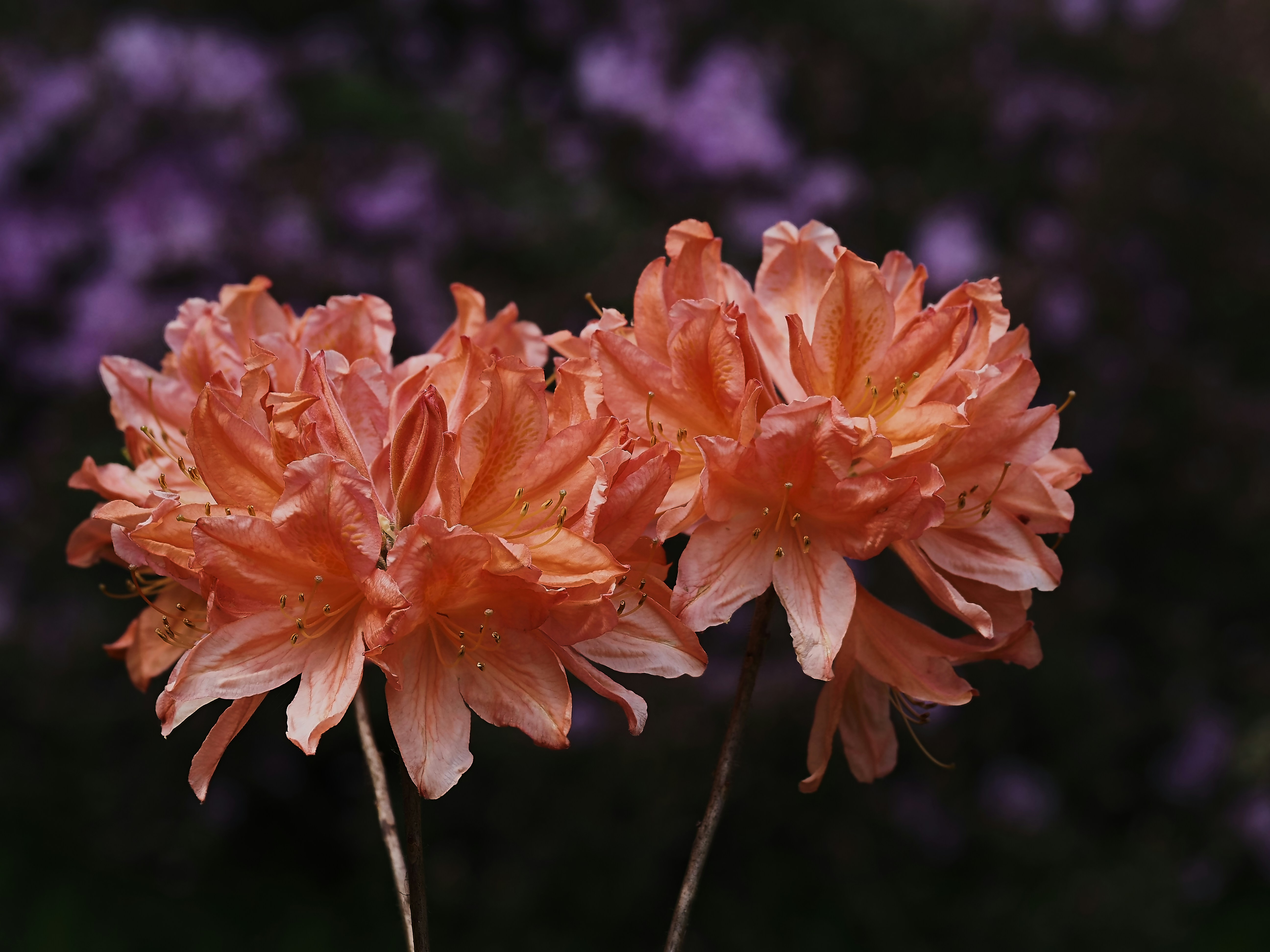 Orange flowers bloom in the sunlight.