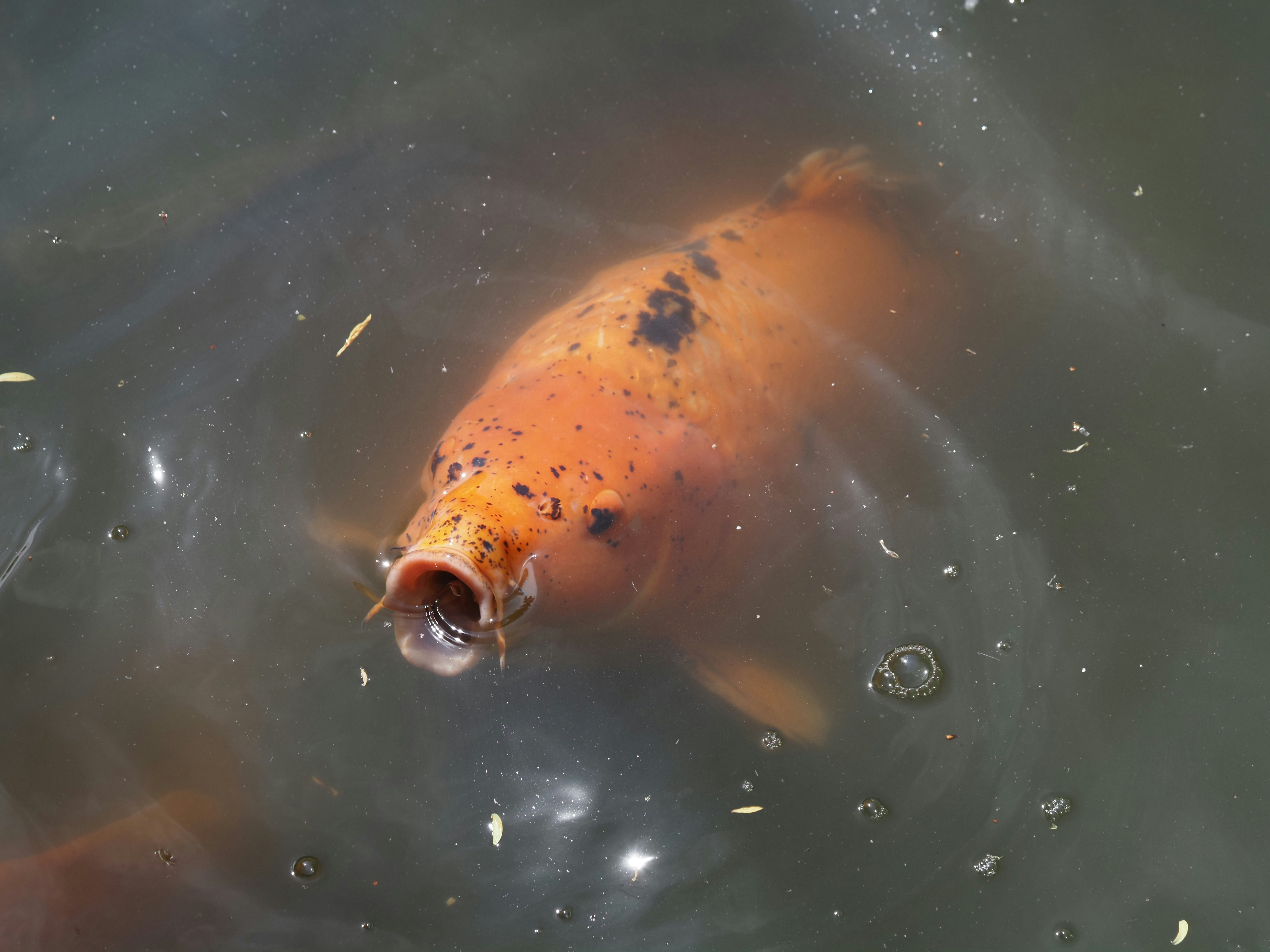 Un pez koi naranja nada en el agua. foto – Imagen de Animal gratuita en ...