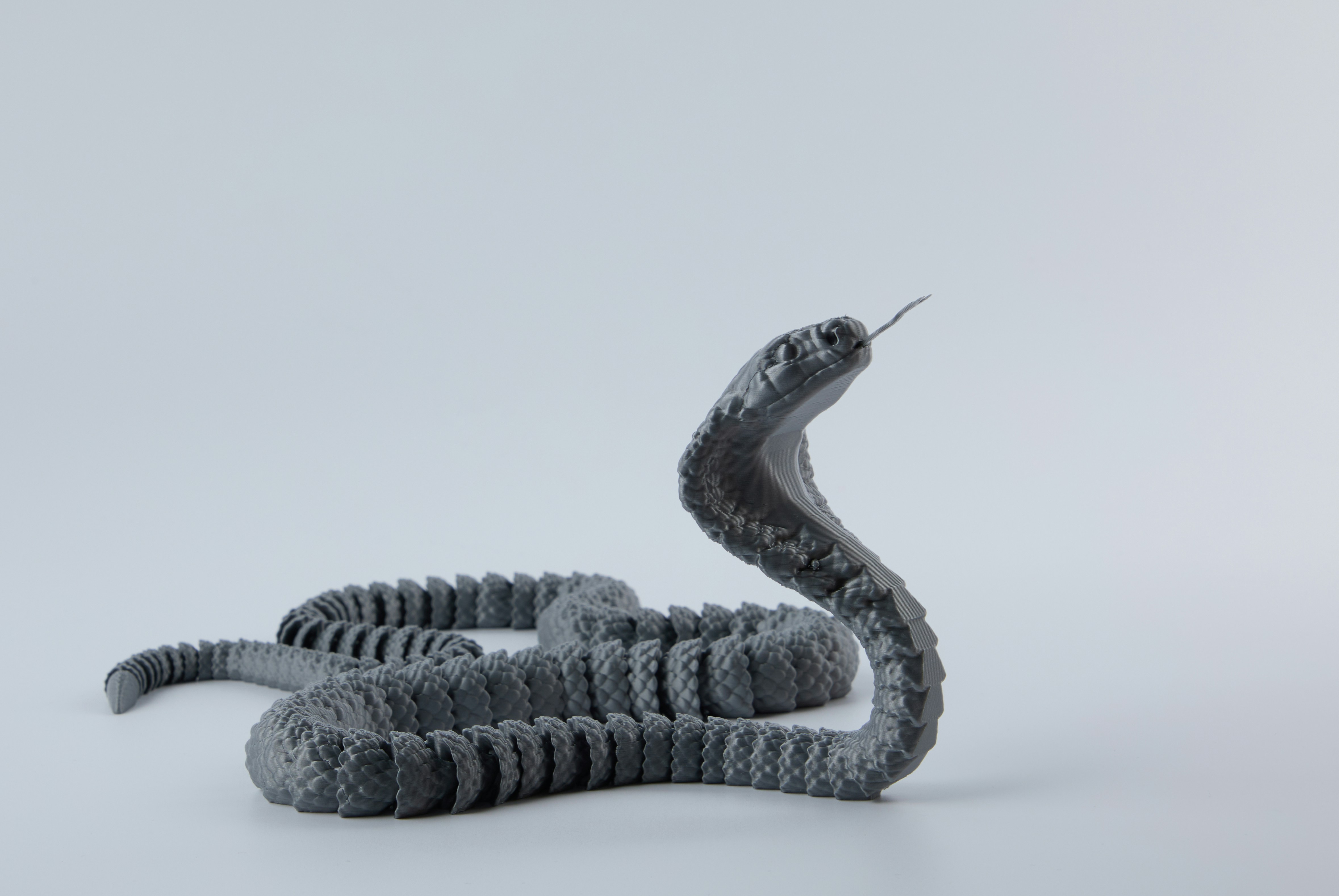 A gray cobra snake is seen here. photo – Free Snake Image on Unsplash