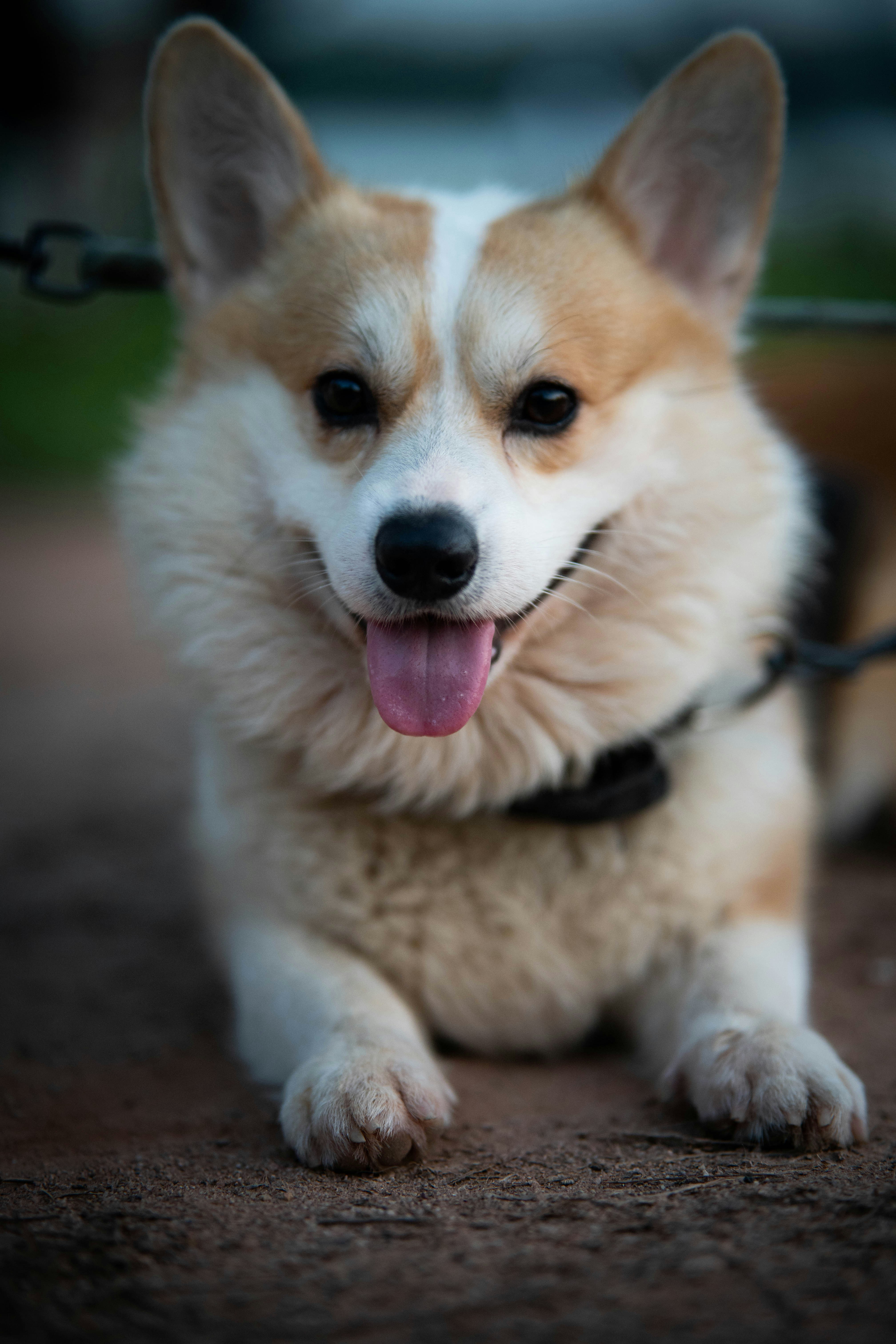 A cheerful corgi resting on the ground with its tongue out, showcasing its playful demeanor against a blurred background.