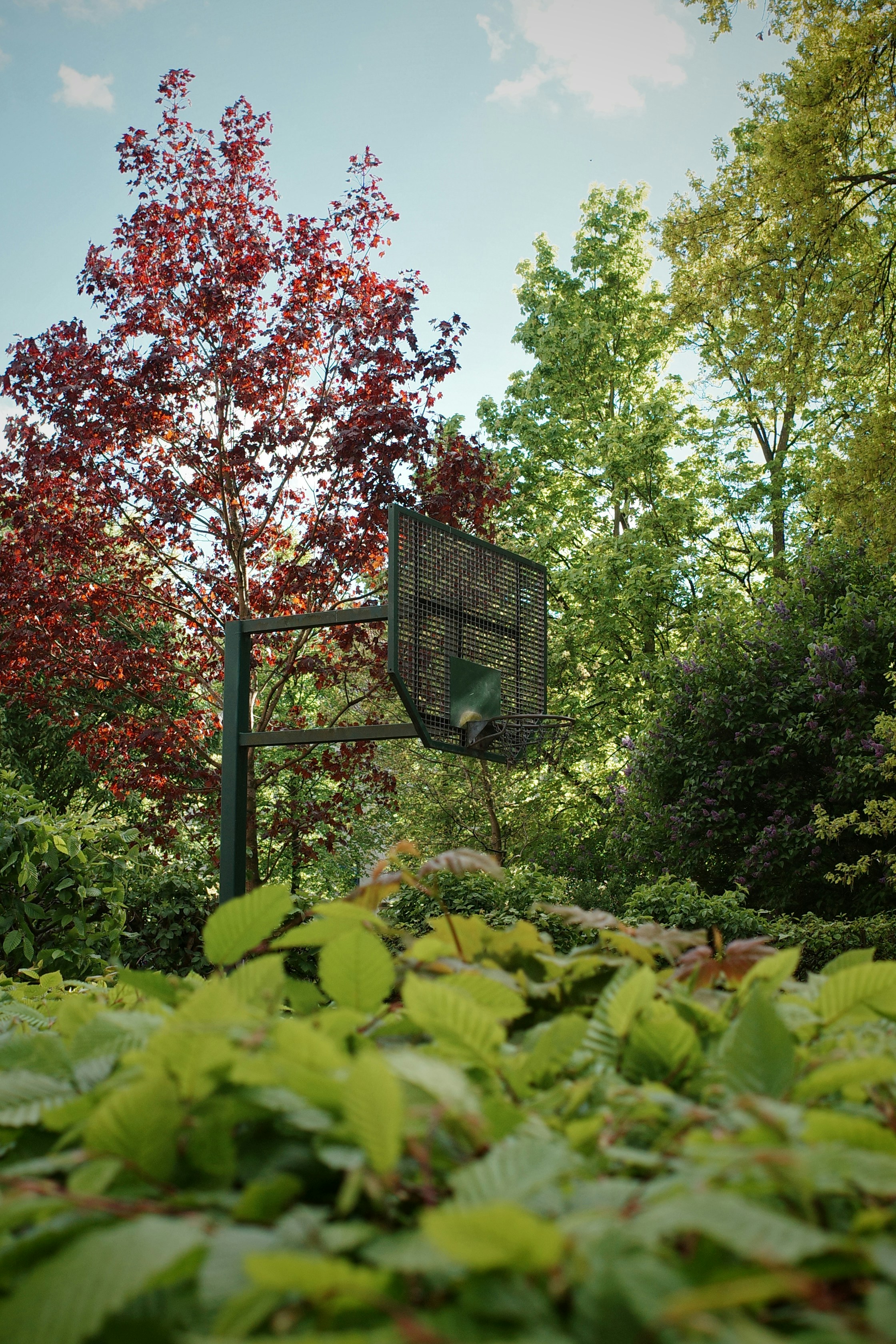 Abandoned basketball hoop surrounded by vibrant foliage and trees, hinting at a once-active play area now reclaimed by nature.