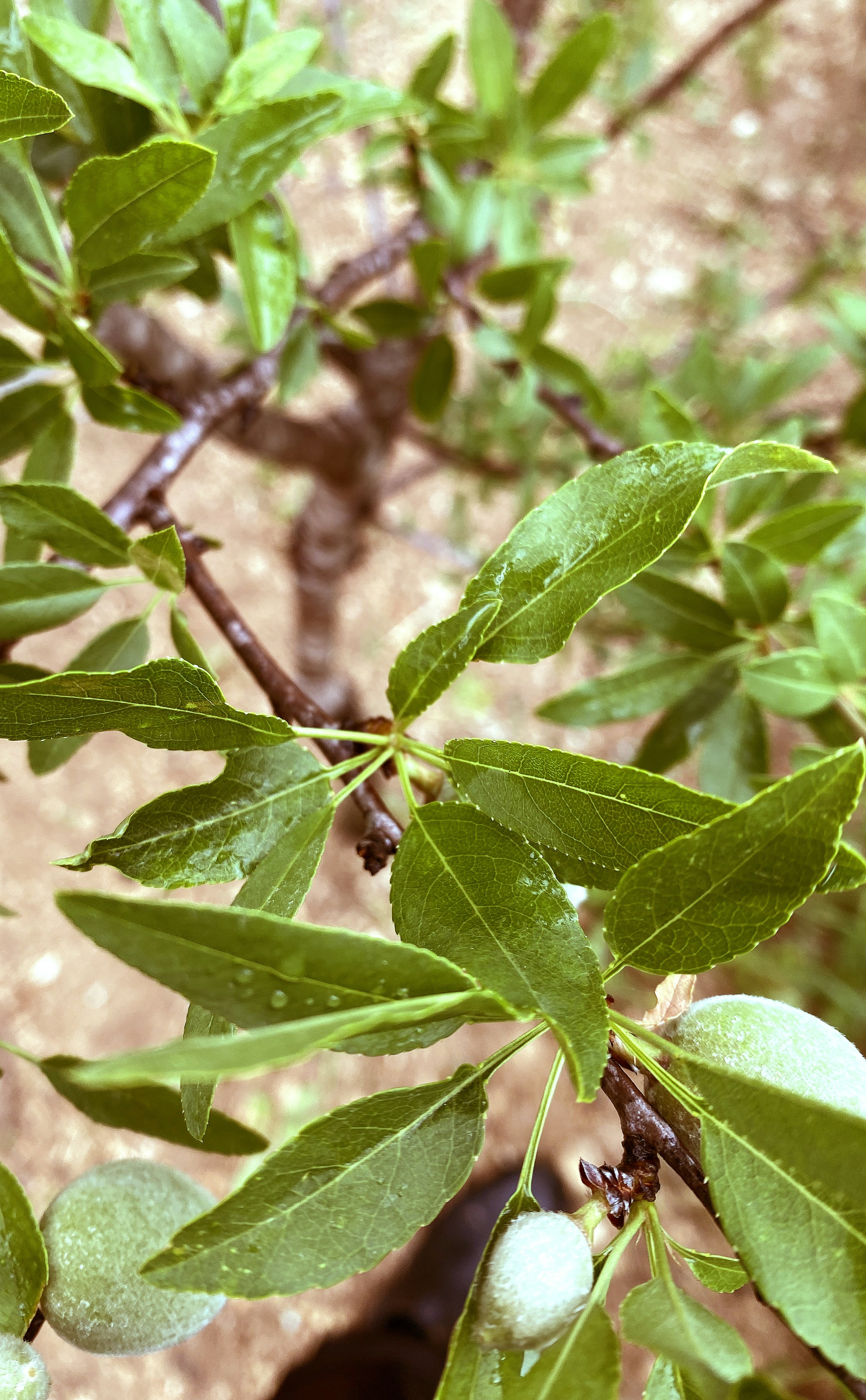 Emerald Canopy: Nature's Subtle Palette