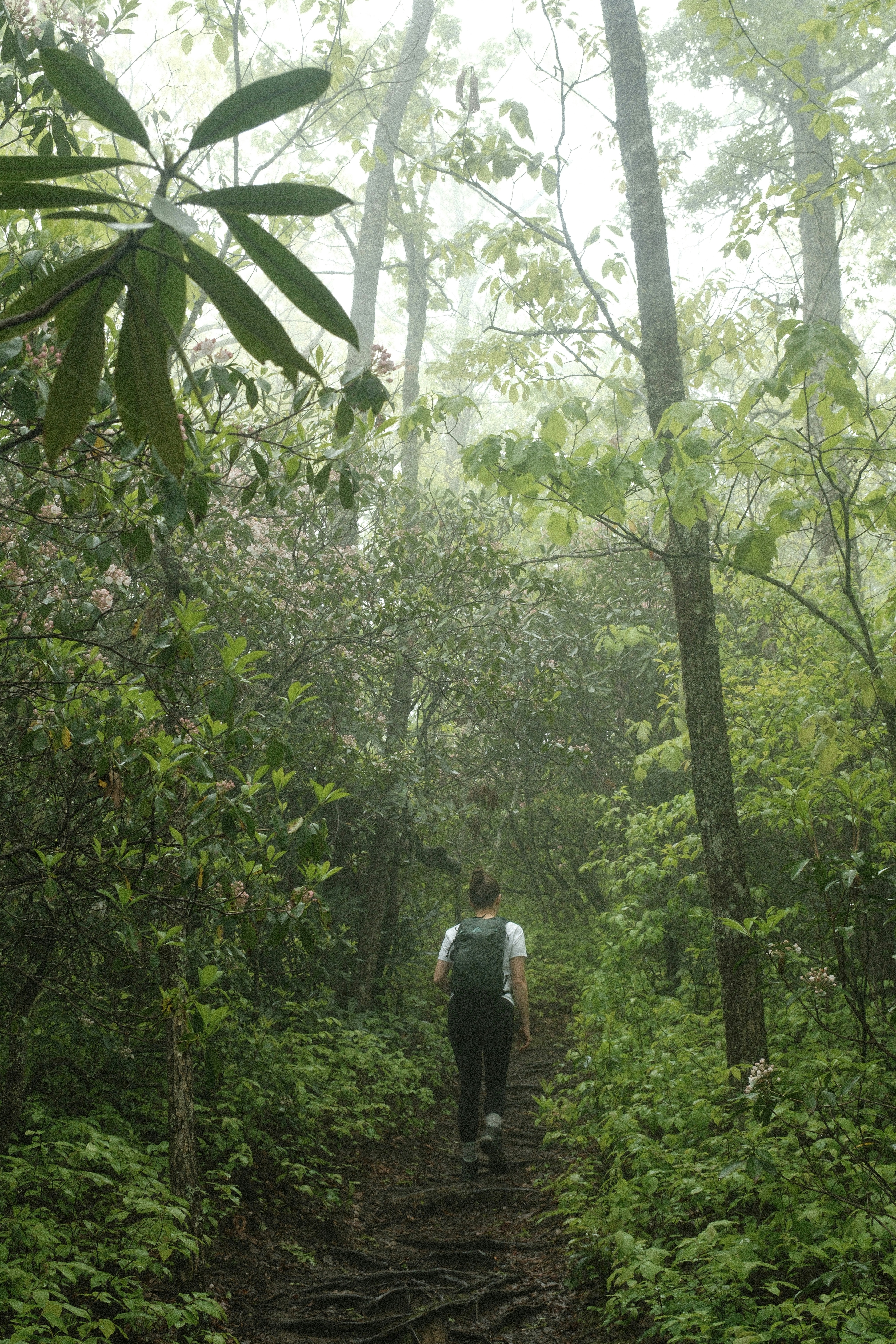 Hiker walks into a foggy forest.