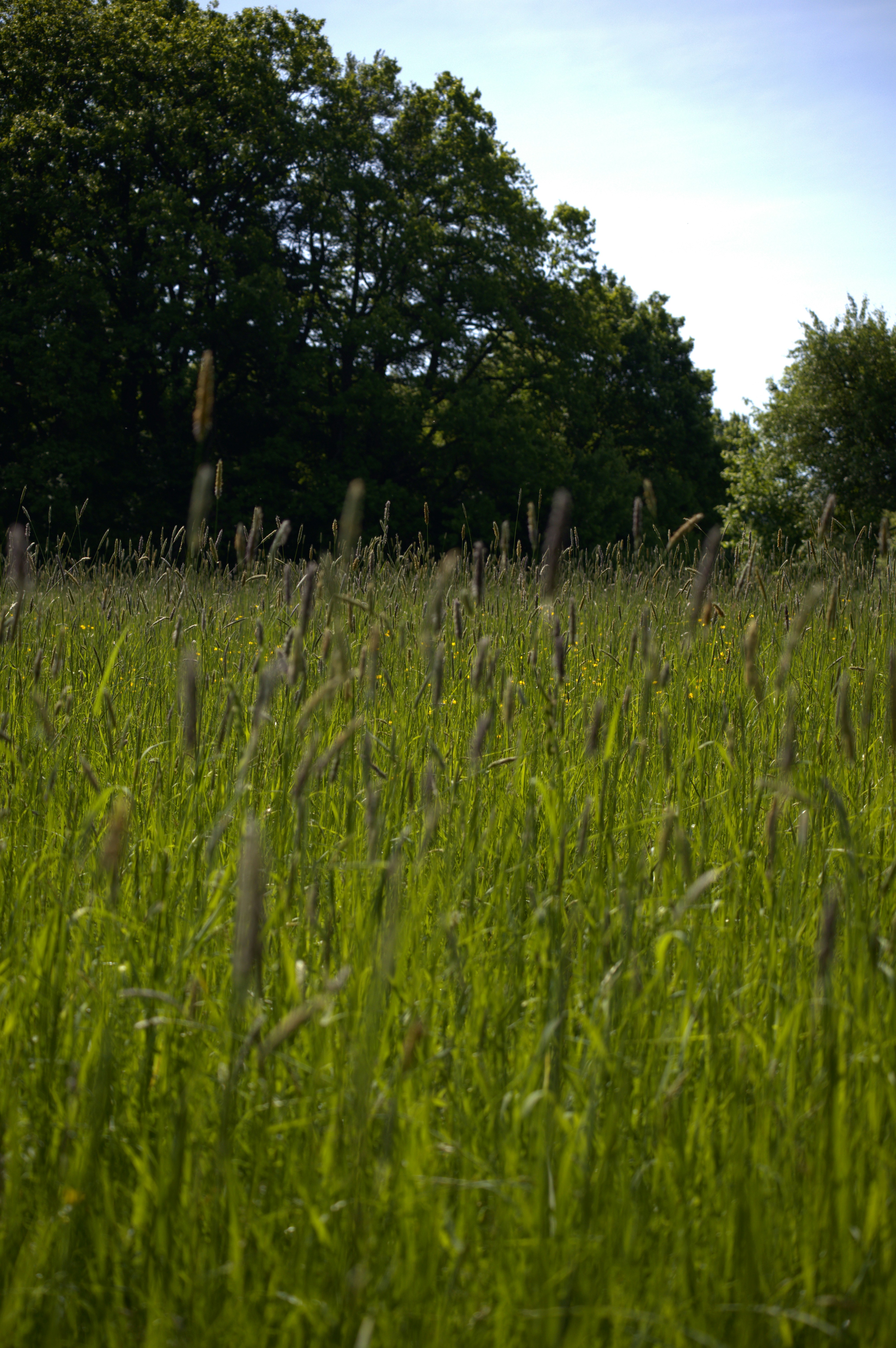 Lush green grass sways gently in a sunlit meadow with a backdrop of trees. The scene captures the tranquility of nature in full bloom.