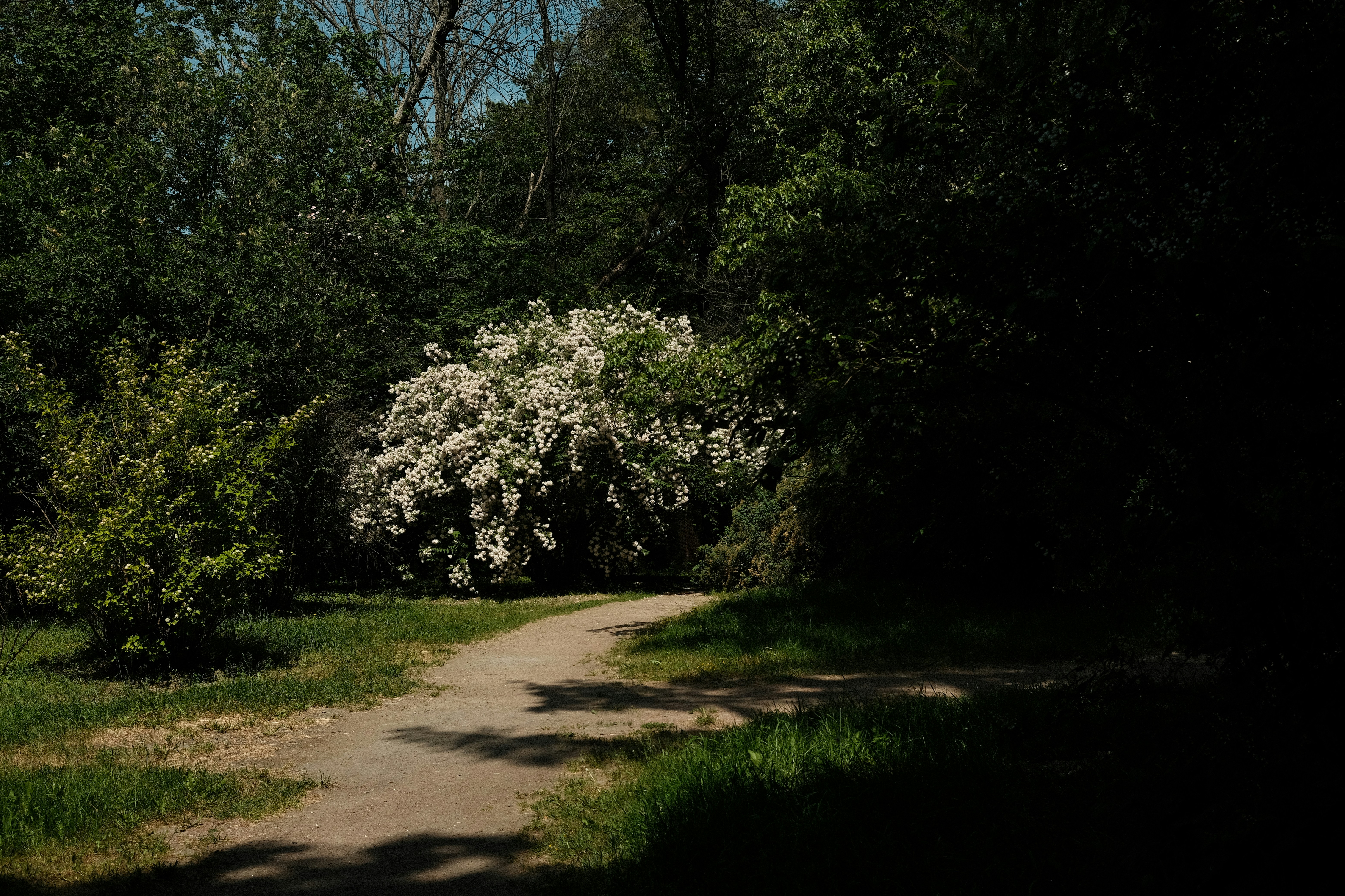 White Blossom Way on a Sun-Dappled Park Path
