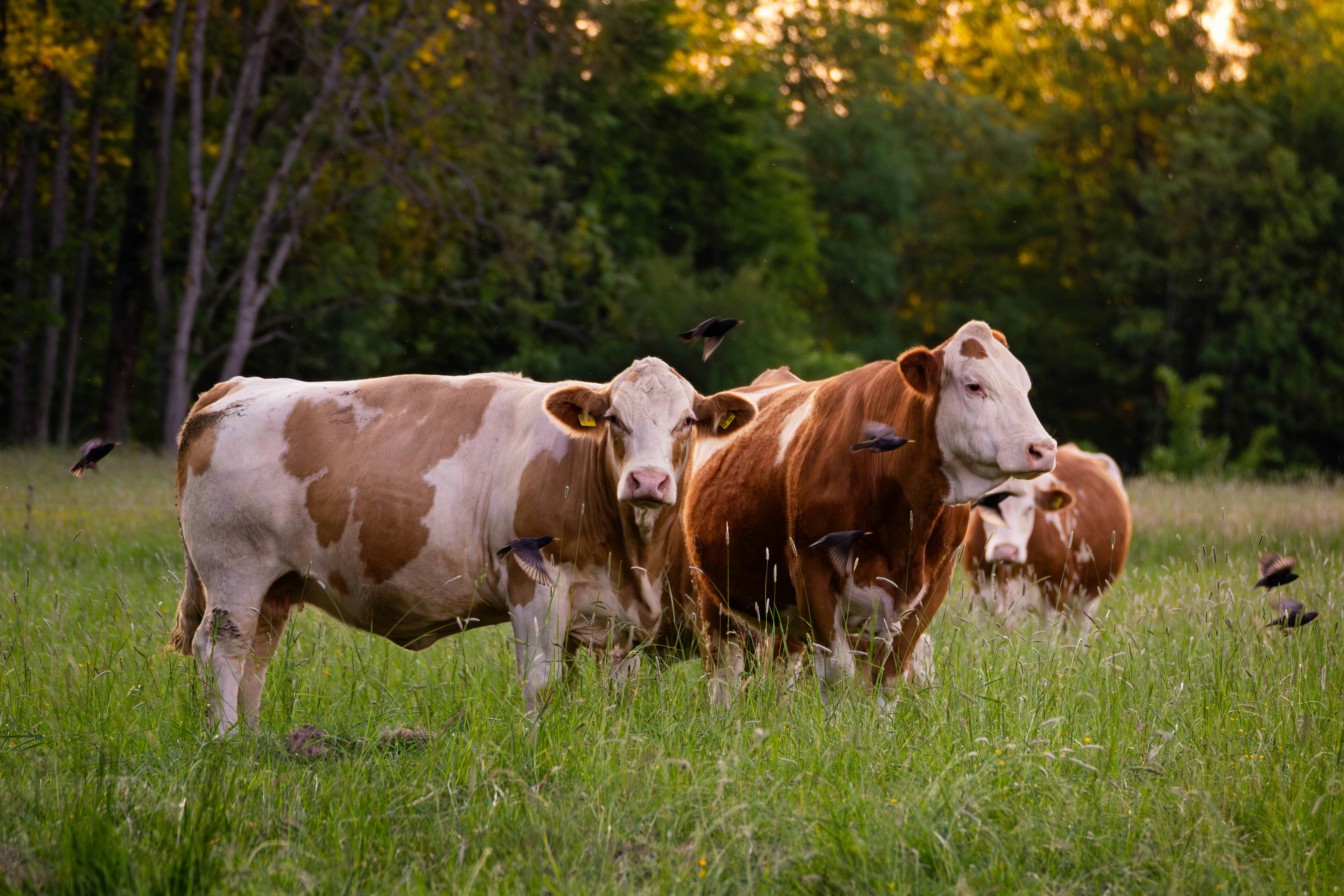 Cows graze in a green field with a beautiful backdrop. photo – Free ...