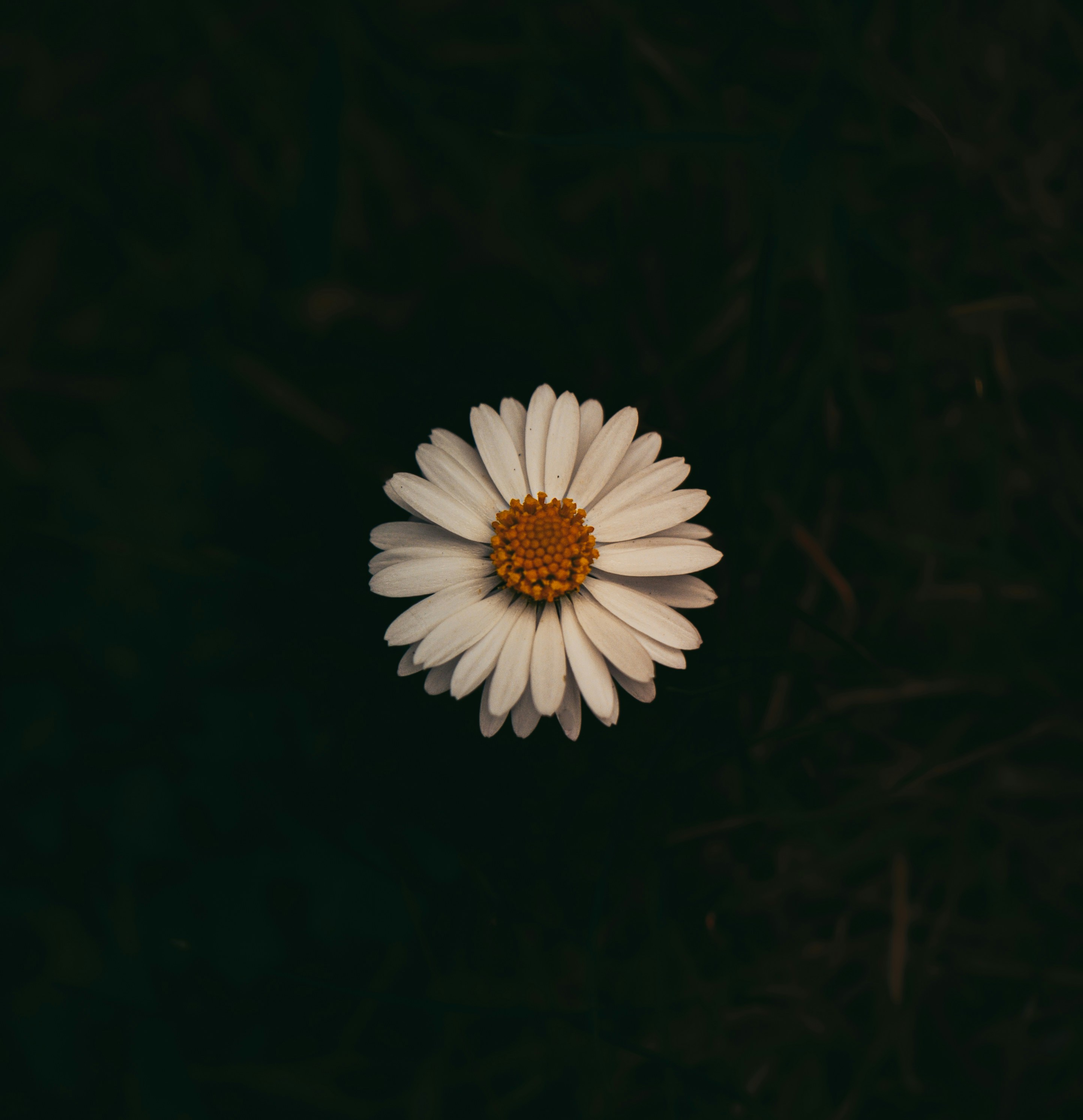 A single white daisy with vibrant yellow center stands out against a dark background, showcasing its delicate petals and natural beauty.