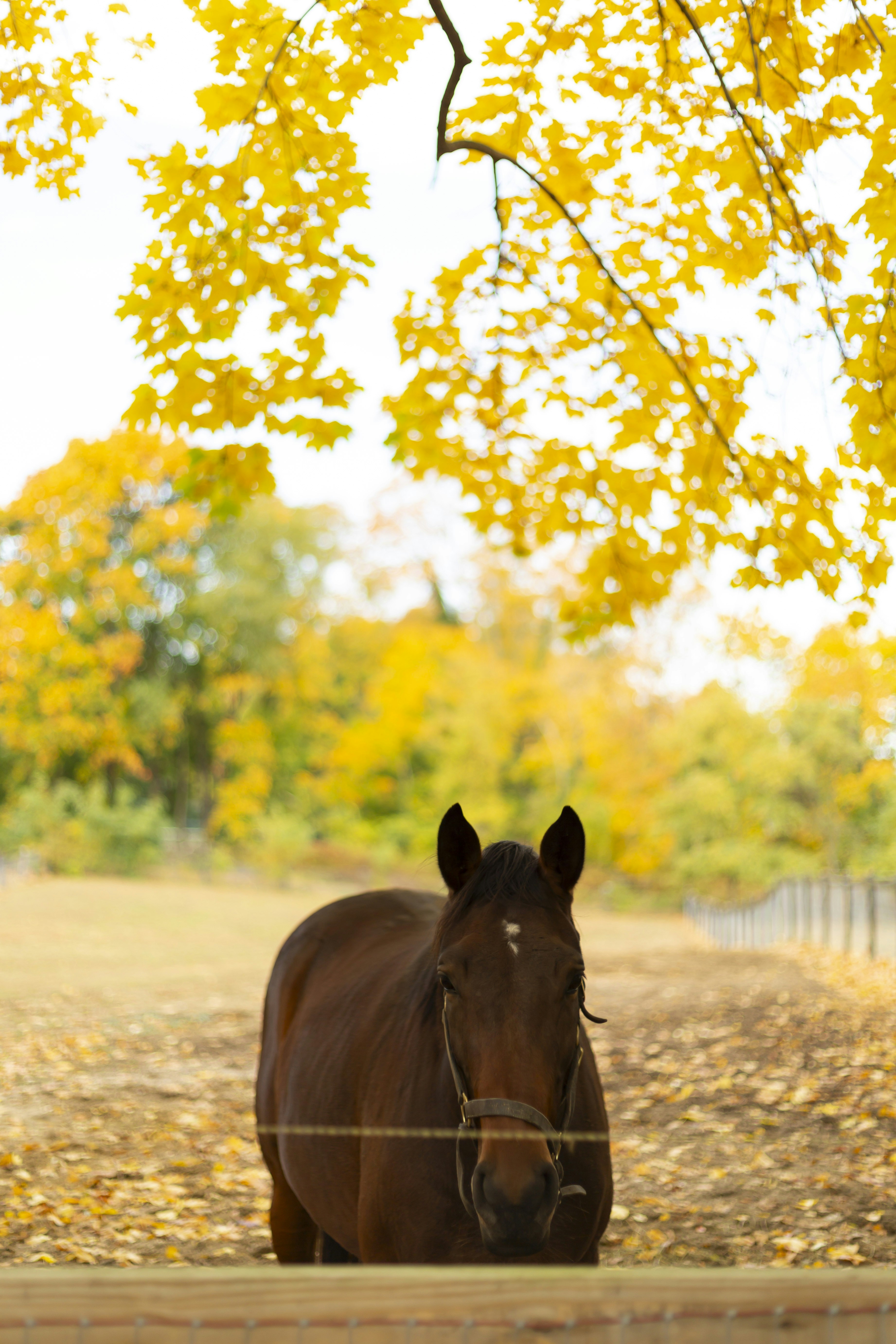 Golden Canopy Over a Brown Horse in Autumn Light