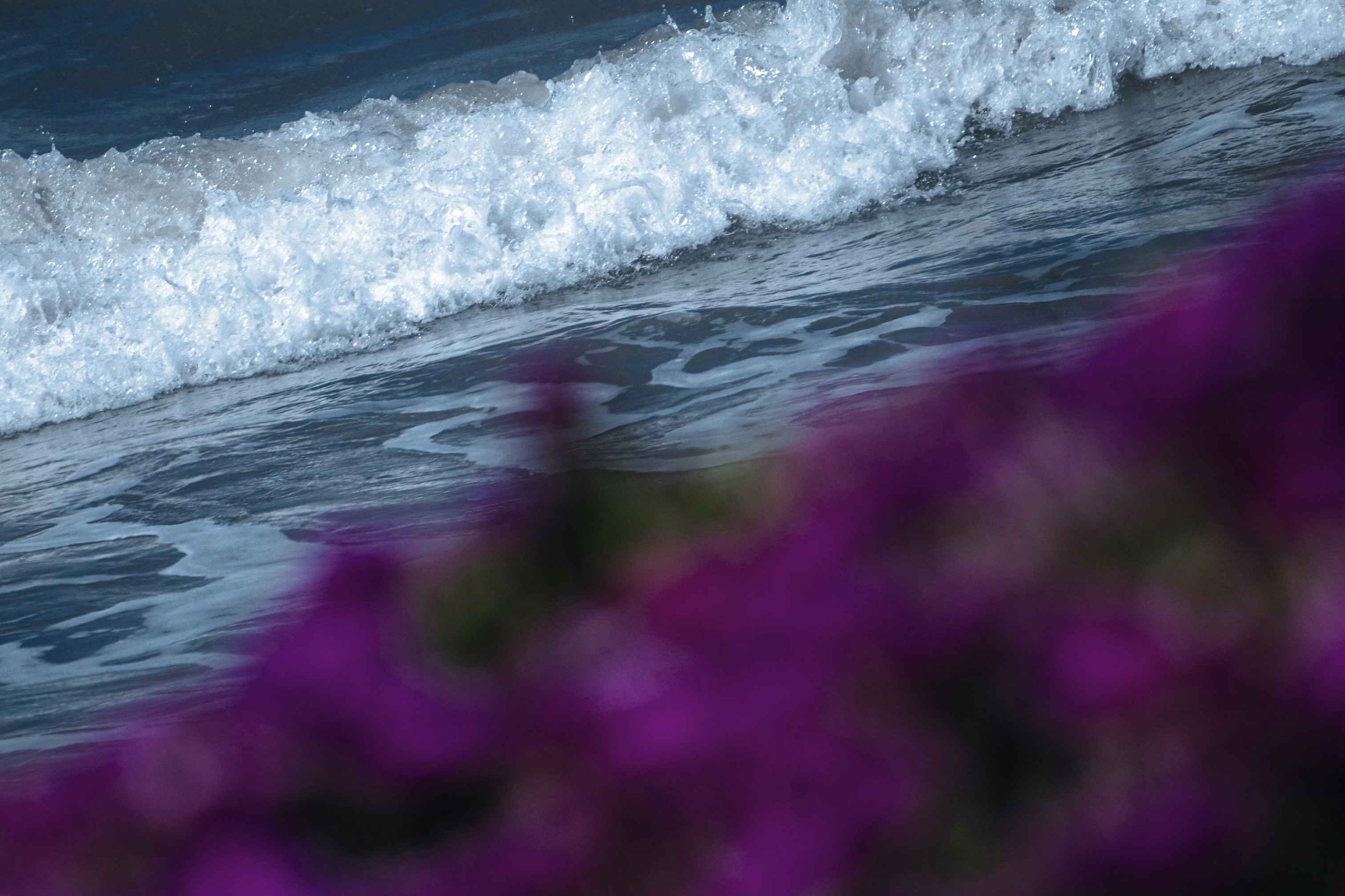 Cresting Sea Beyond a Veil of Purple Blooms