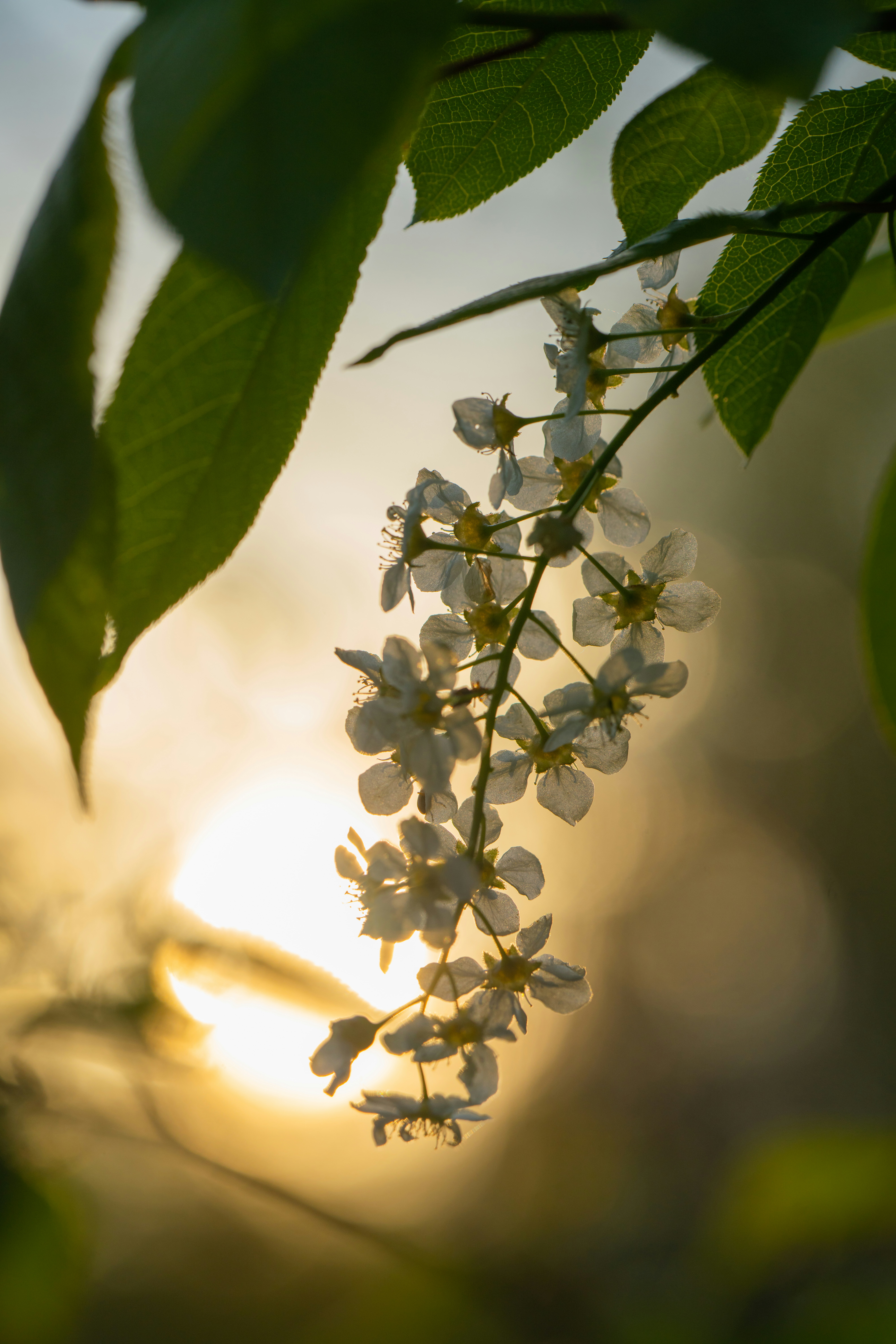 Backlit Golden Hour Bloom: Delicate White Blossom Cluster