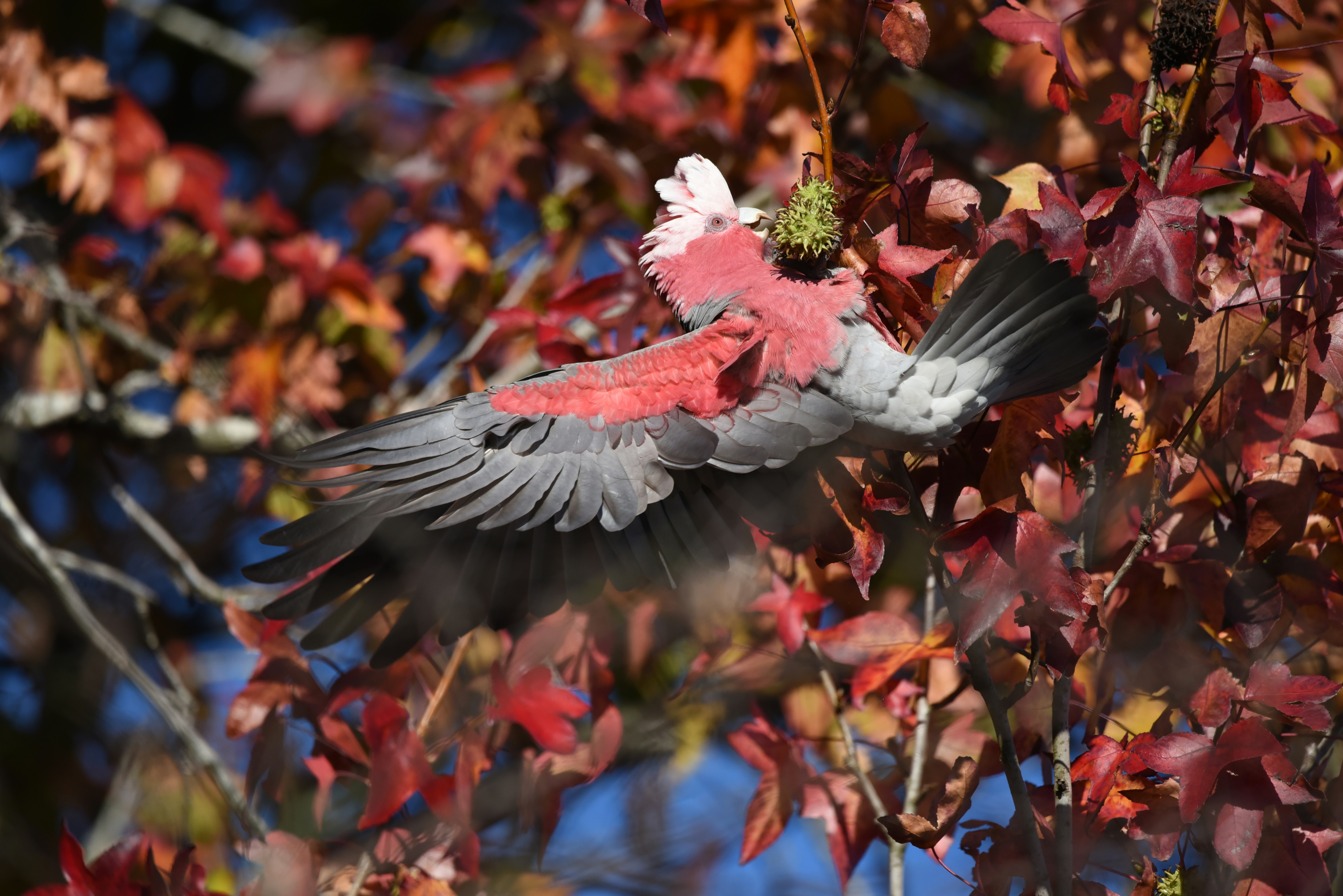 A pink cockatoo takes flight amidst red leaves. photo – Free Autumn ...