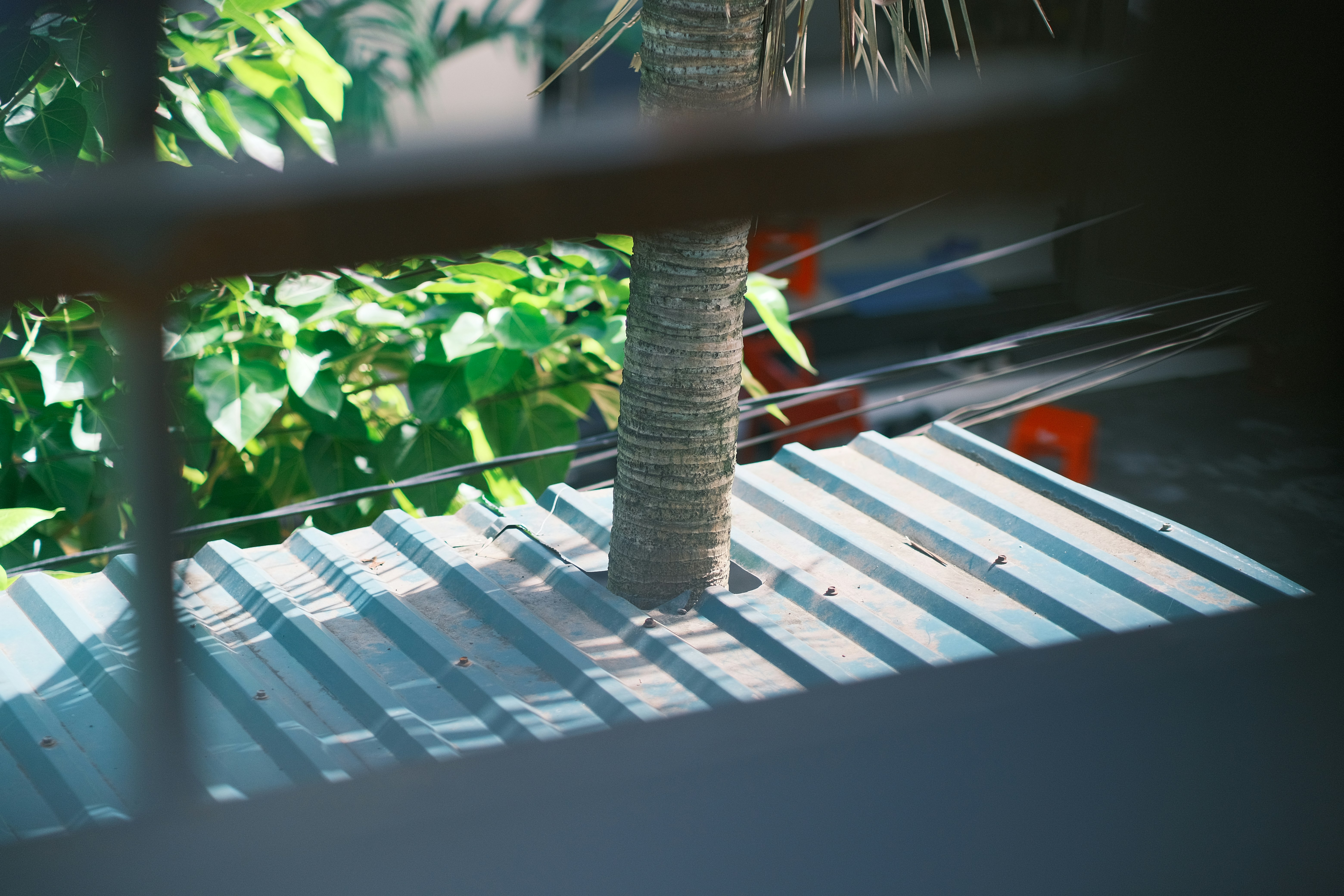 Trunk in Focus: A Quiet Moment Framed by Sunlit Slats