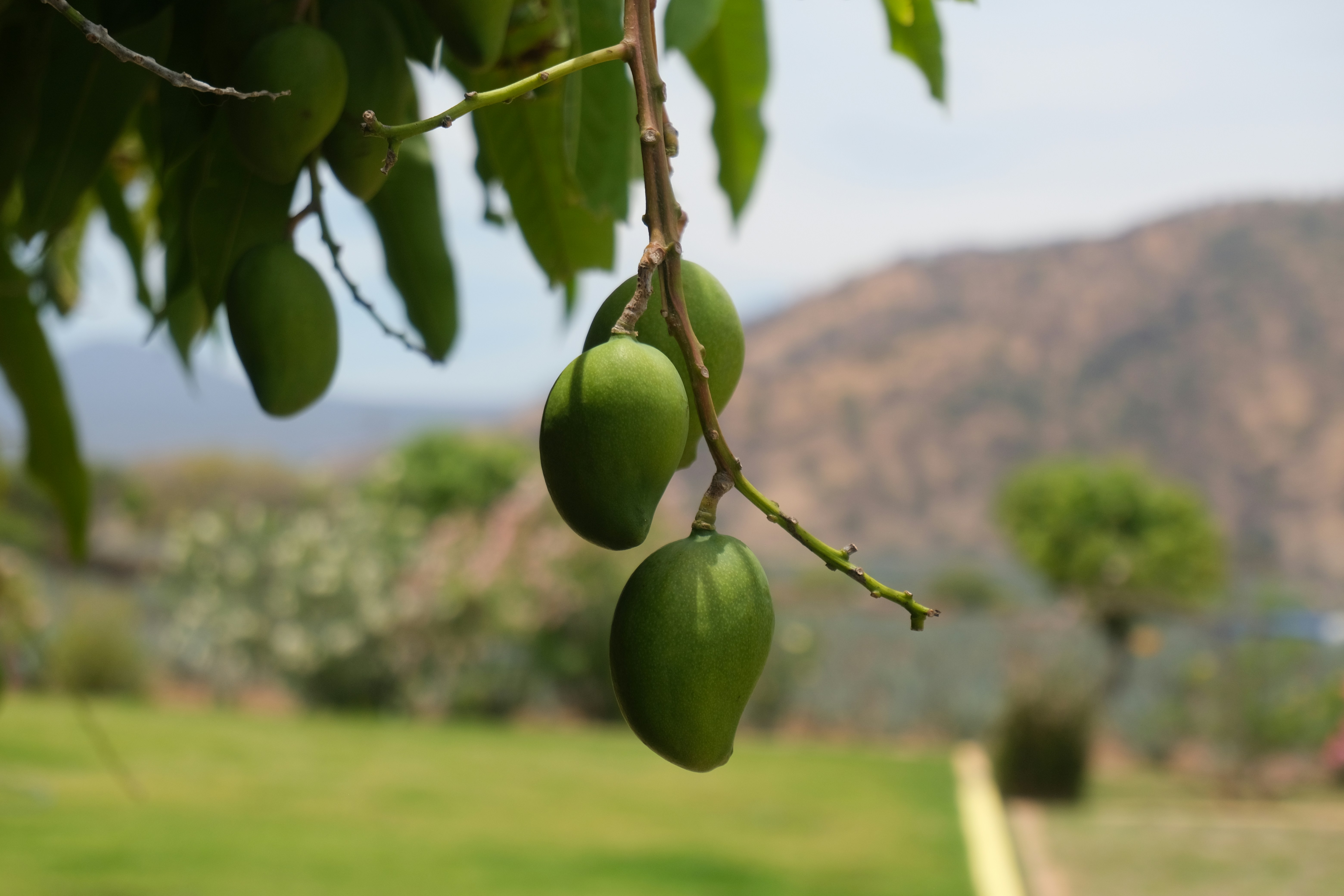 Emerging Fruits of the Season